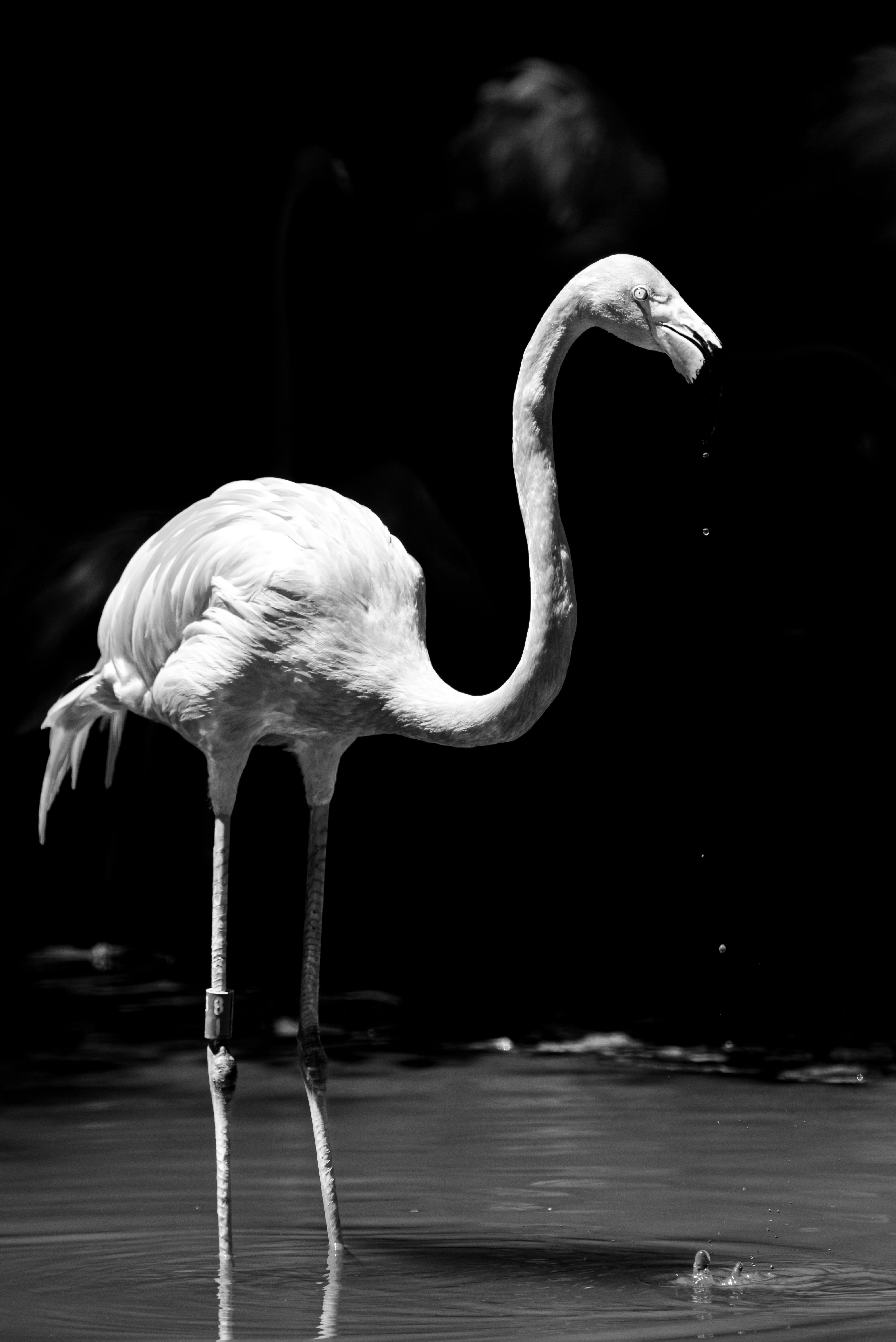 Wading Flamingo Drinking From the Lake · Free Stock Photo