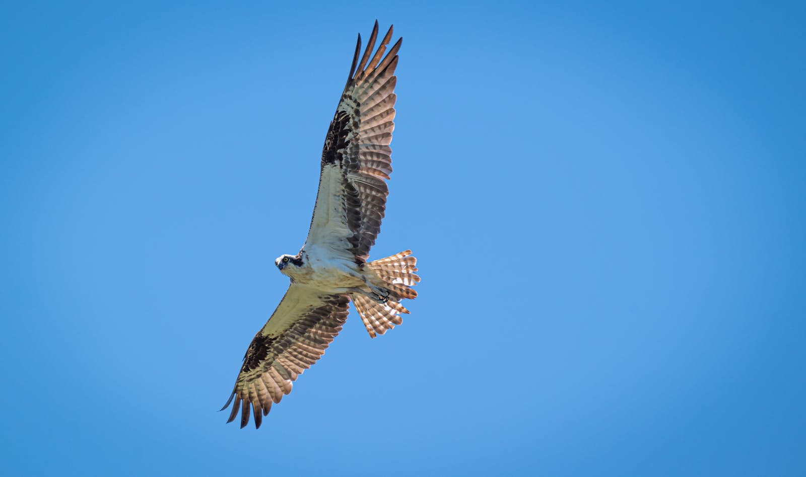 Osprey Photos, Download The BEST Free Osprey Stock Photos & HD Images