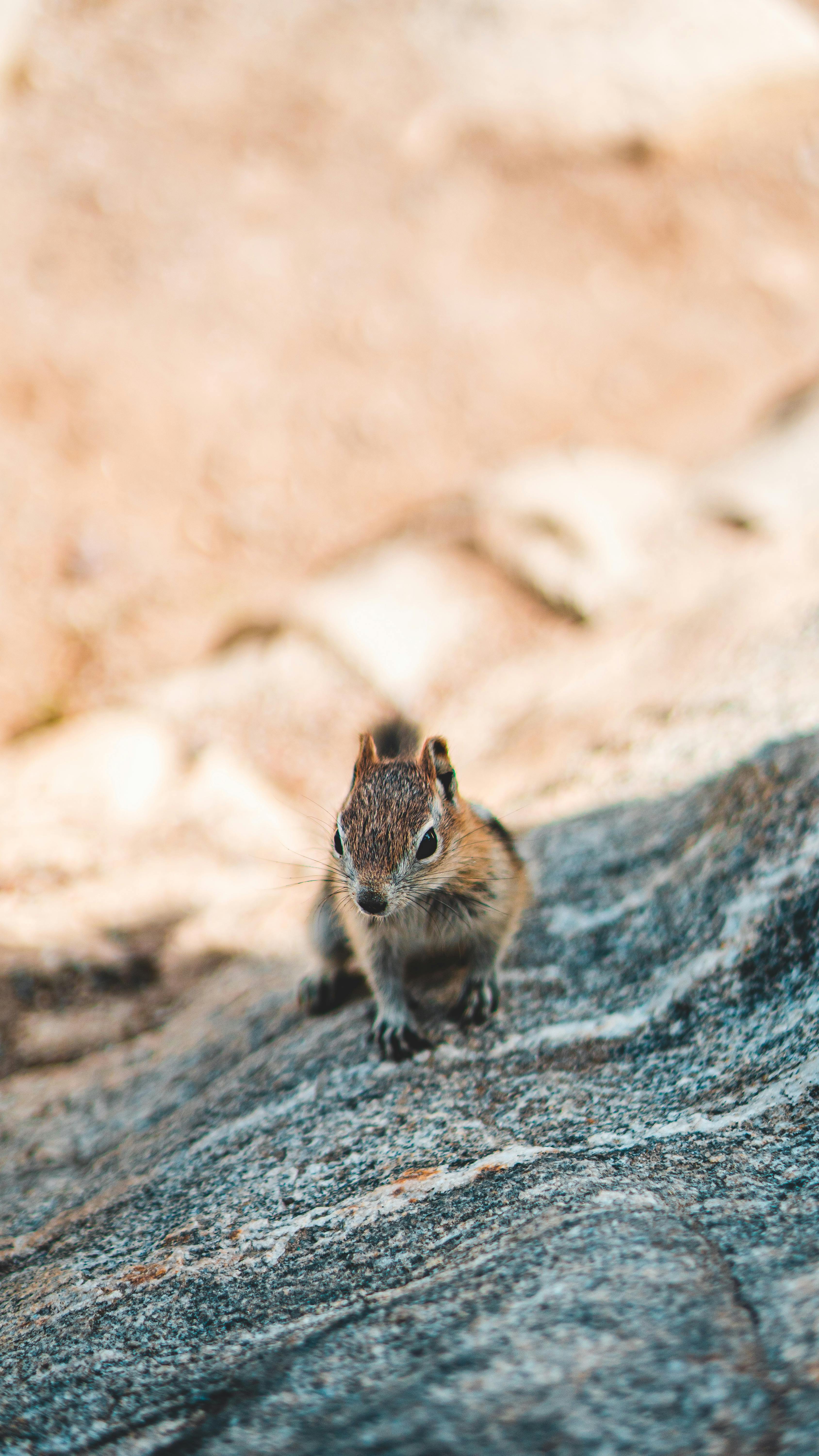 High-Angle Photo of Squirrel · Free Stock Photo