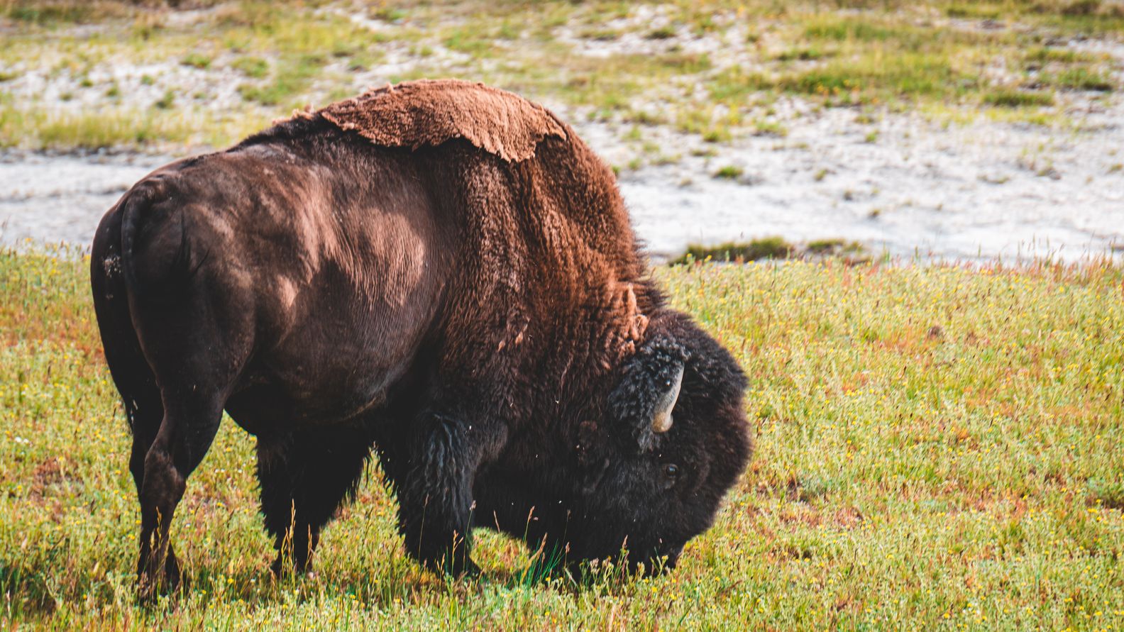 Comprehensive Guide: Bison Animal Life and Habitat Explained
