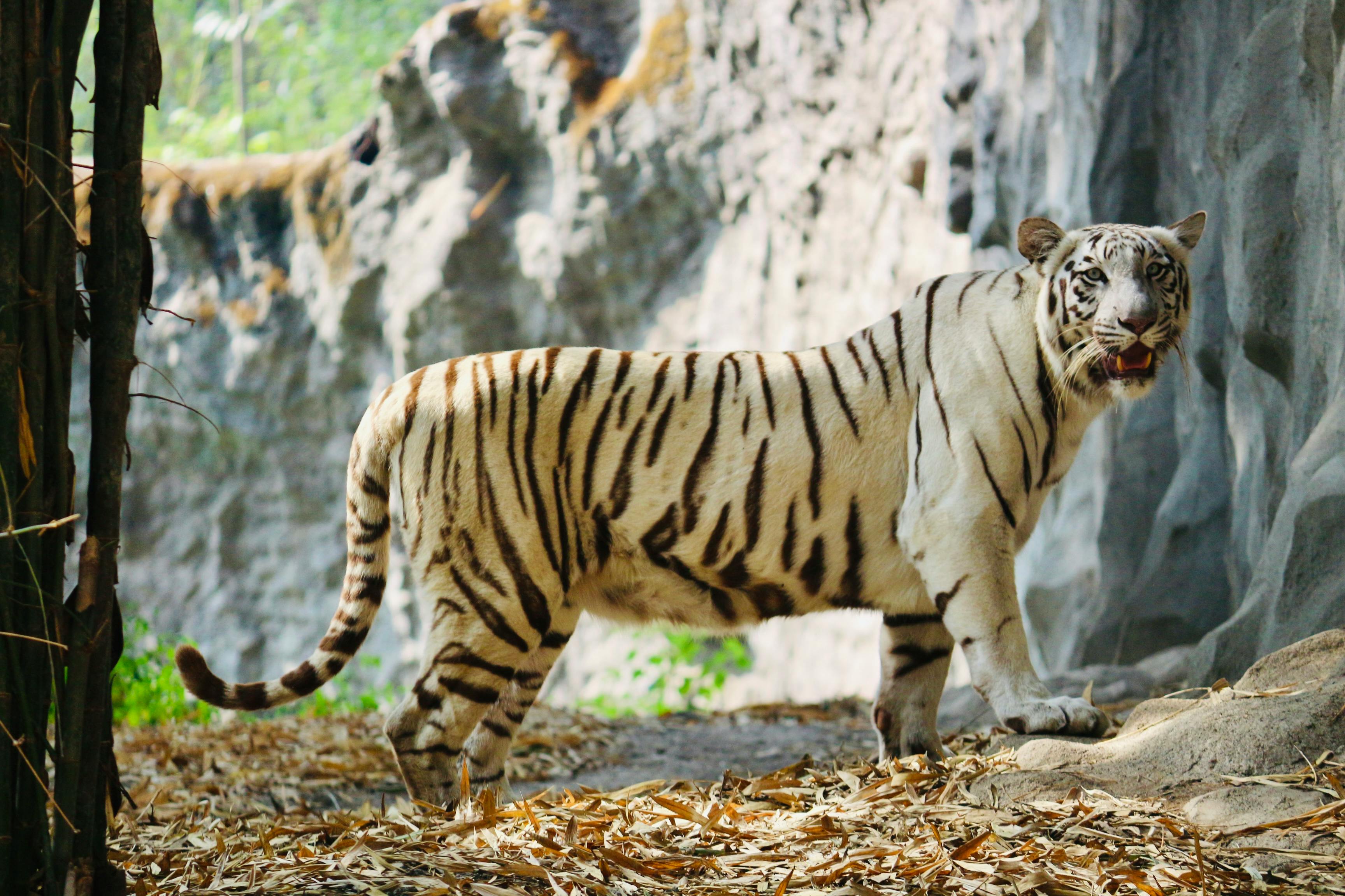 Albino Tiger · Free Stock Photo