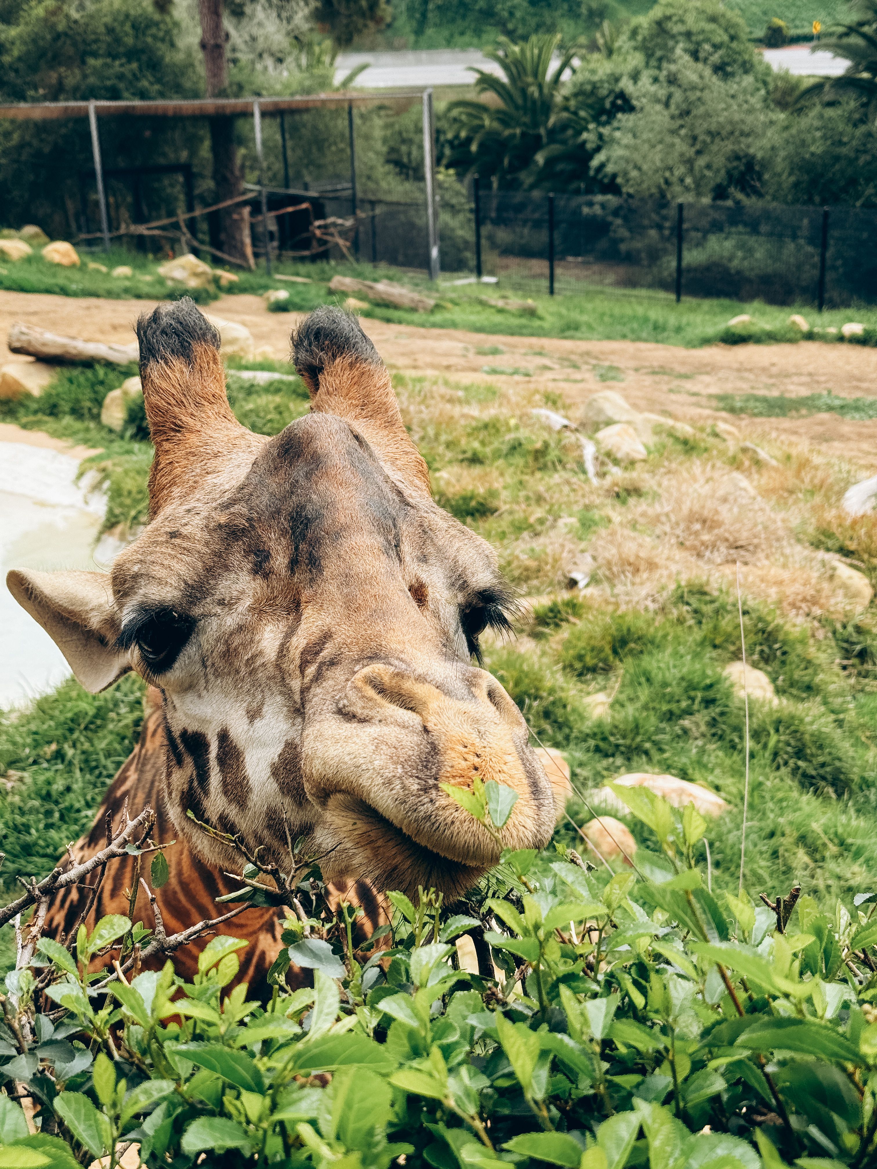Giraffe while Eating · Free Stock Photo