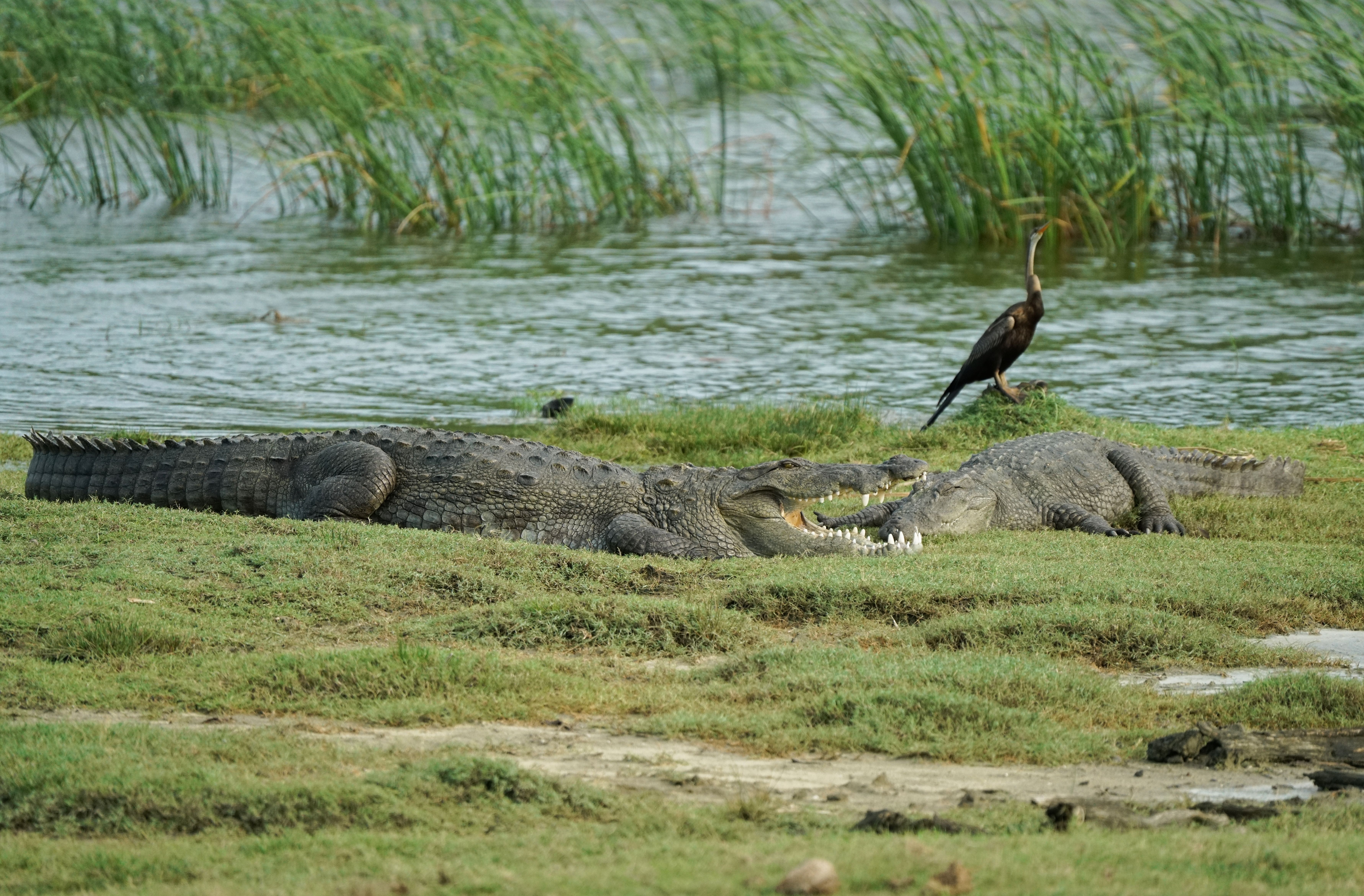 Two Crocodiles and a Bird Standing on the Grass · Free Stock Photo