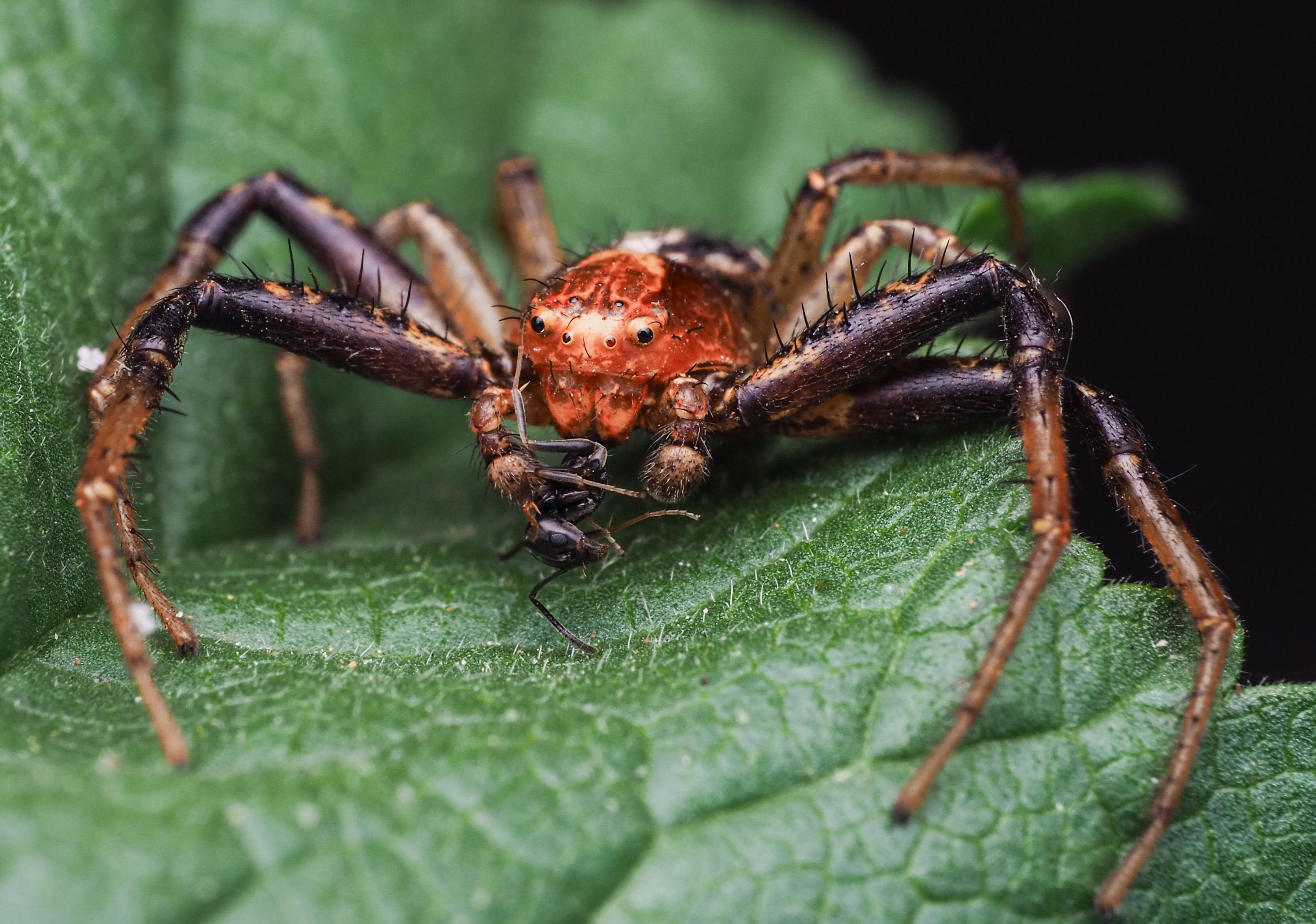 Spider on Leaf · Free Stock Photo