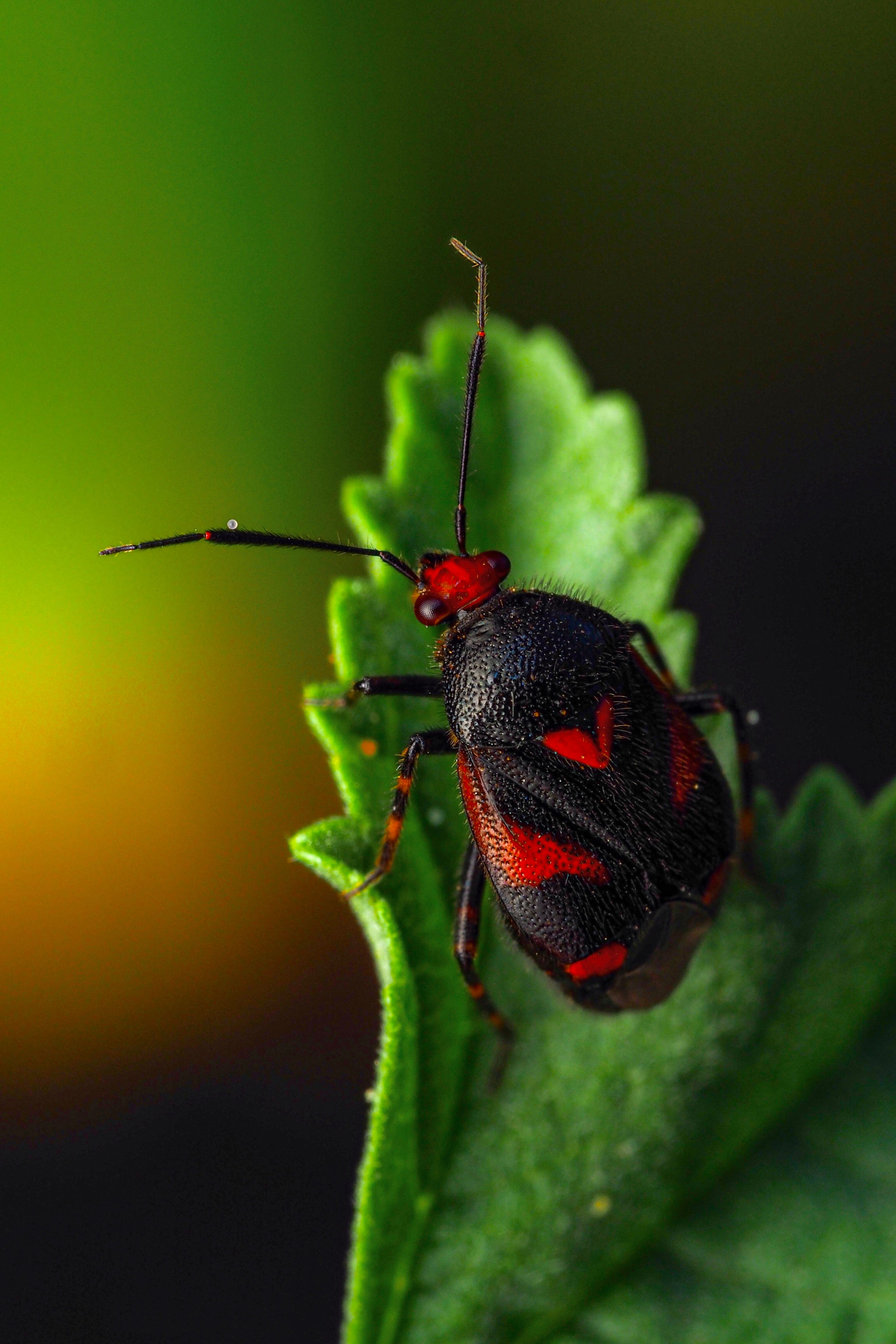 Extreme Close-up of a Bug Sitting on a Green Leaf · Free Stock Photo