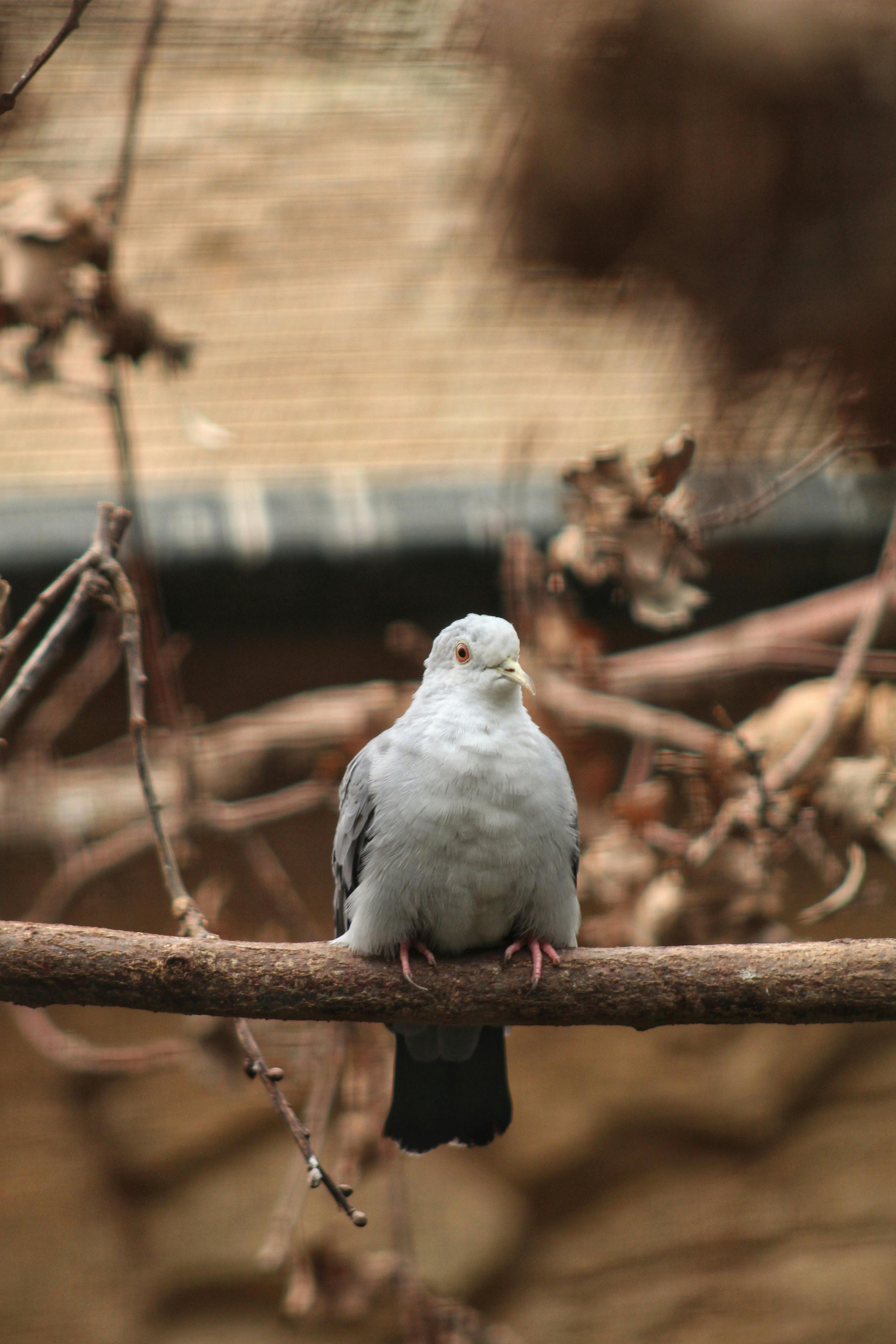 Bird - Beauval · Free Stock Photo