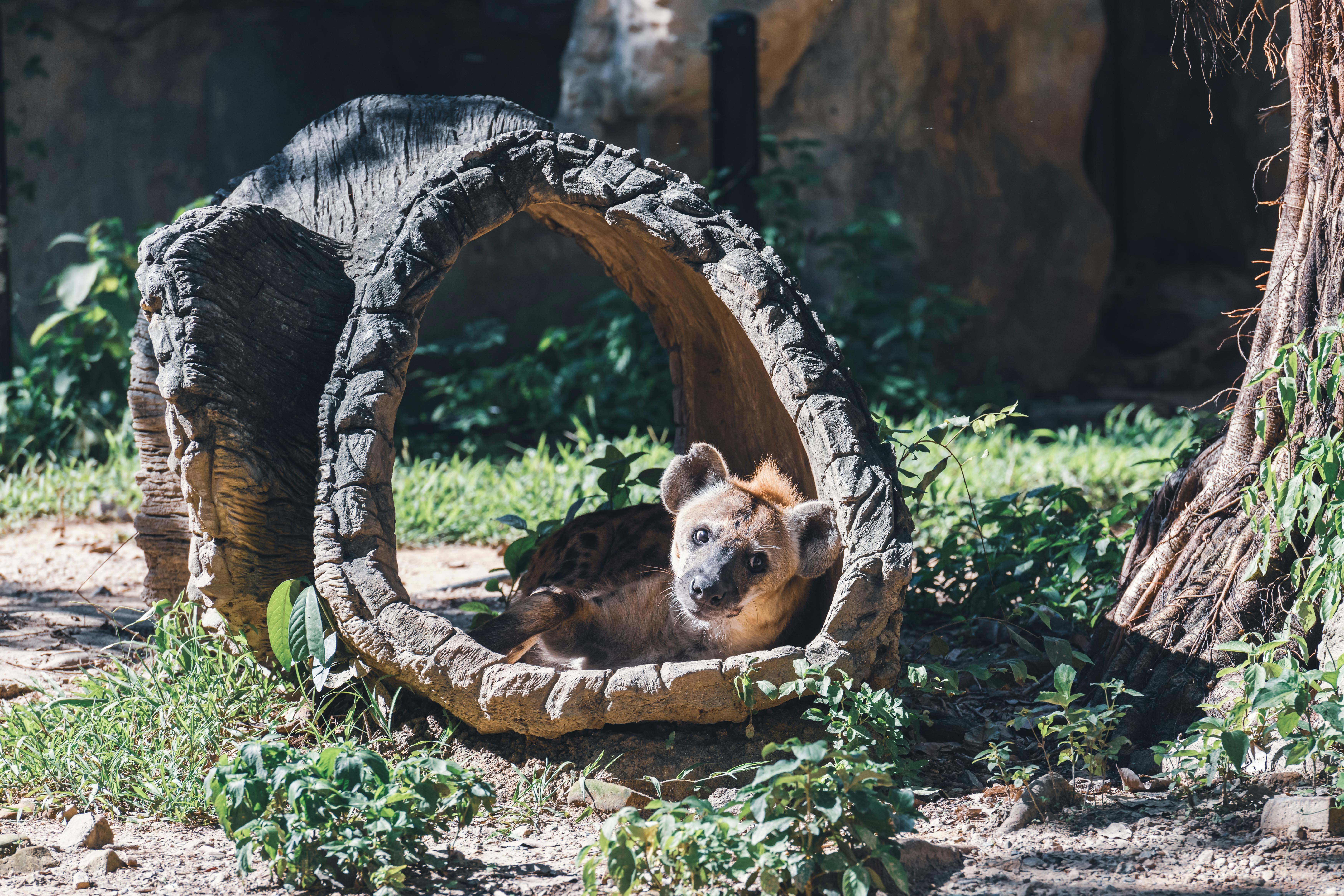 Hyena Lying Down in Tree Trunk · Free Stock Photo