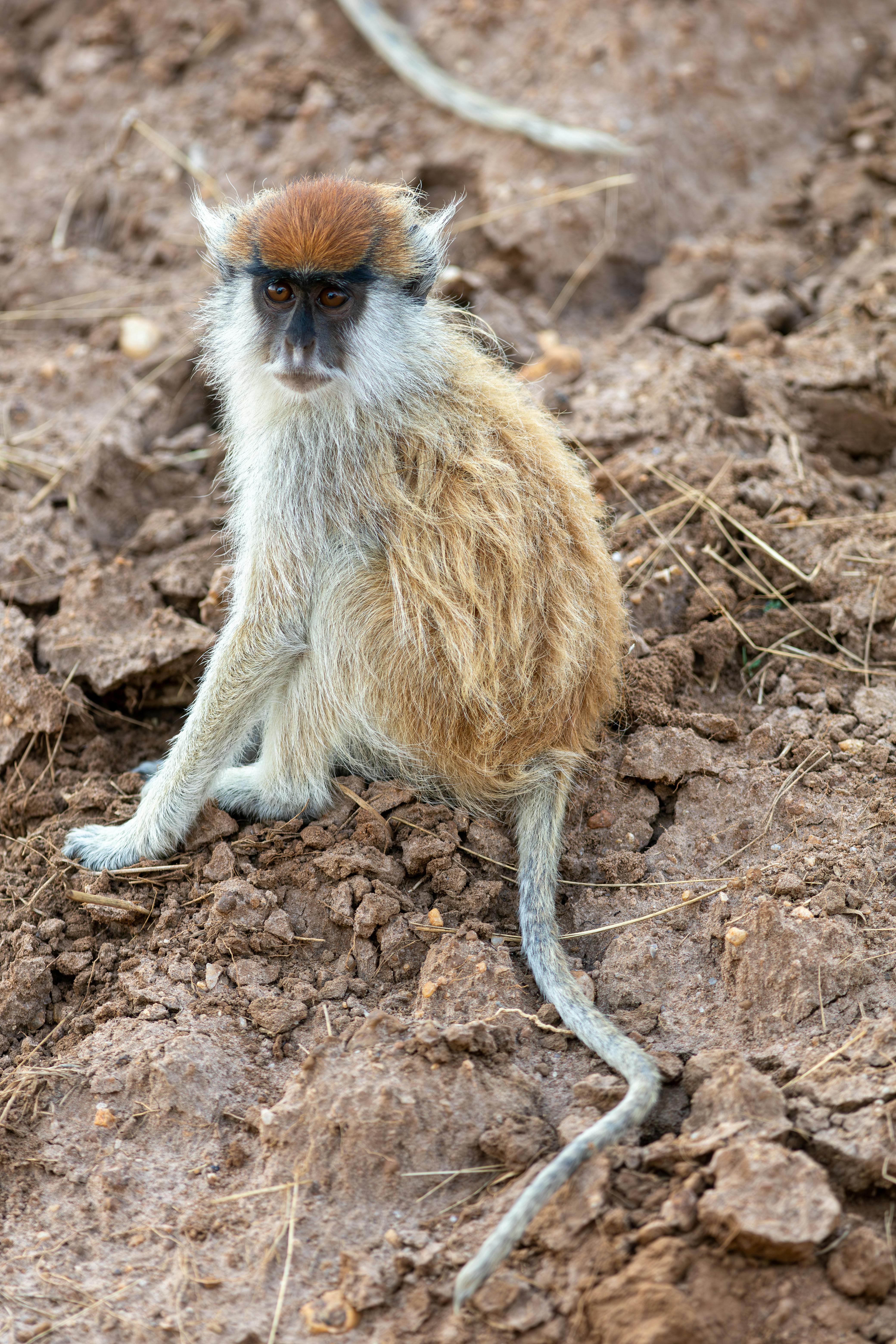Foto stok gratis tentang alam, duduk, fokus selektif, fotografi ...