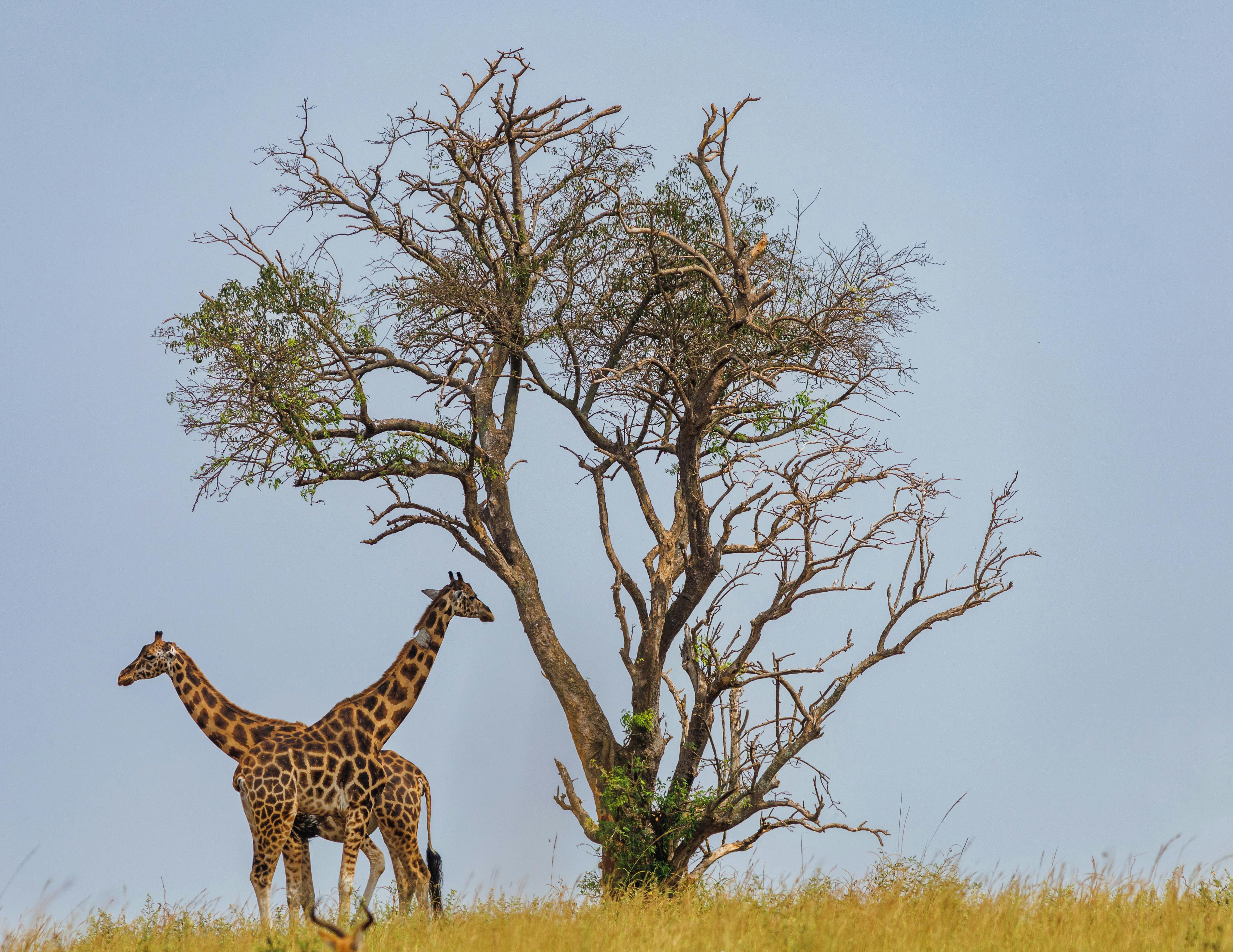 Foto de stock gratuita sobre @al aire libre, áfrica, animales altos ...
