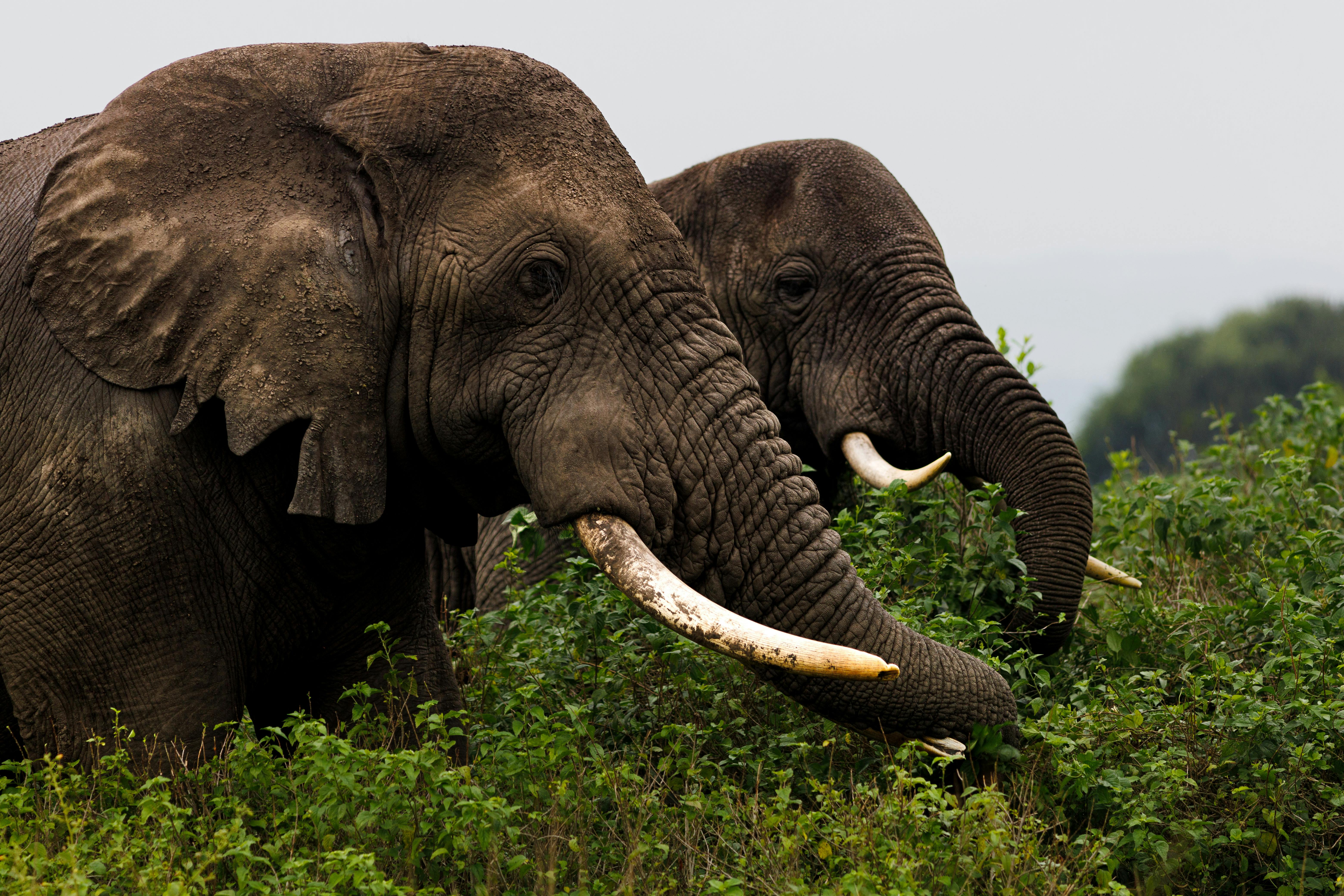 African Elephants in Nature · Free Stock Photo