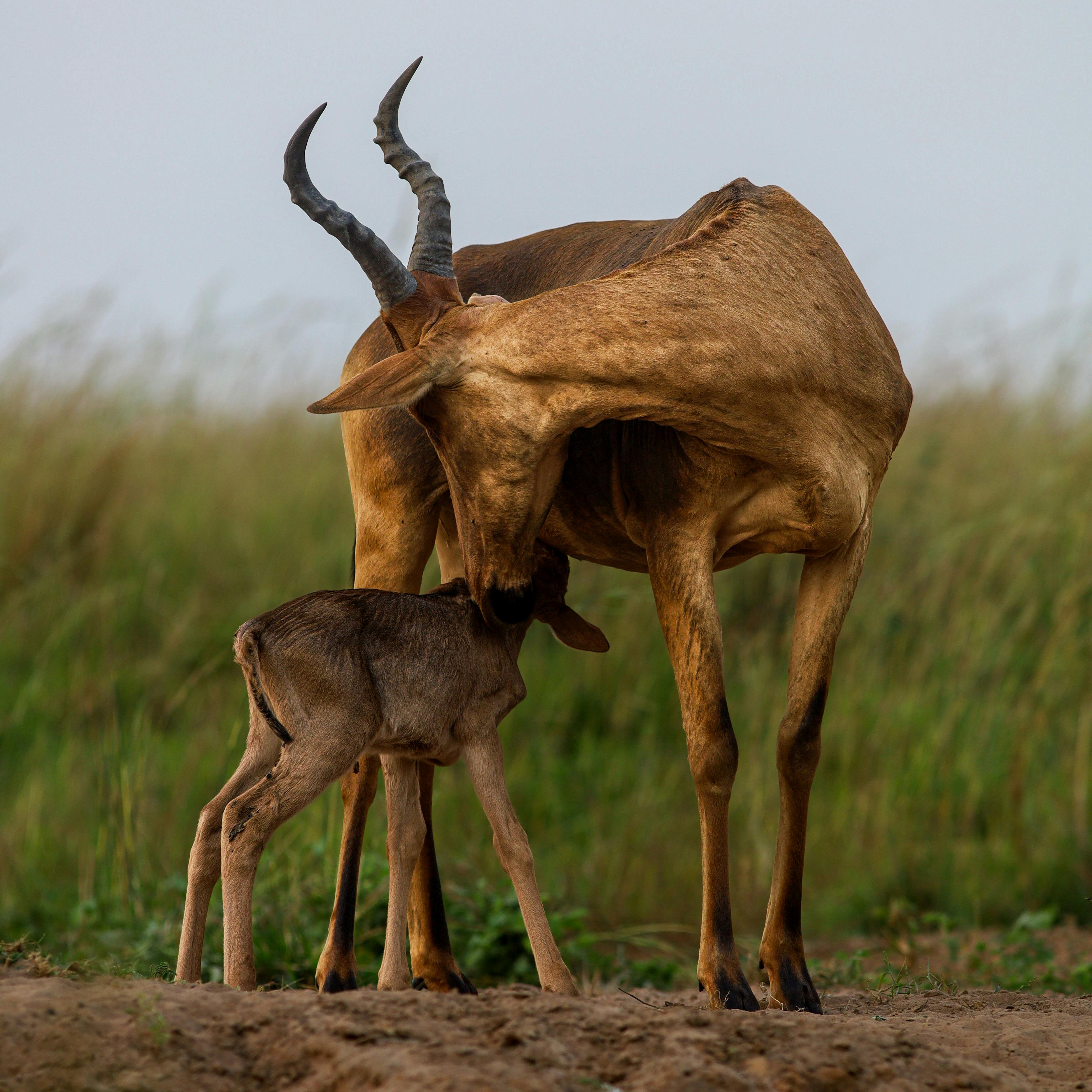 A baby antelope with its mother · Free Stock Photo