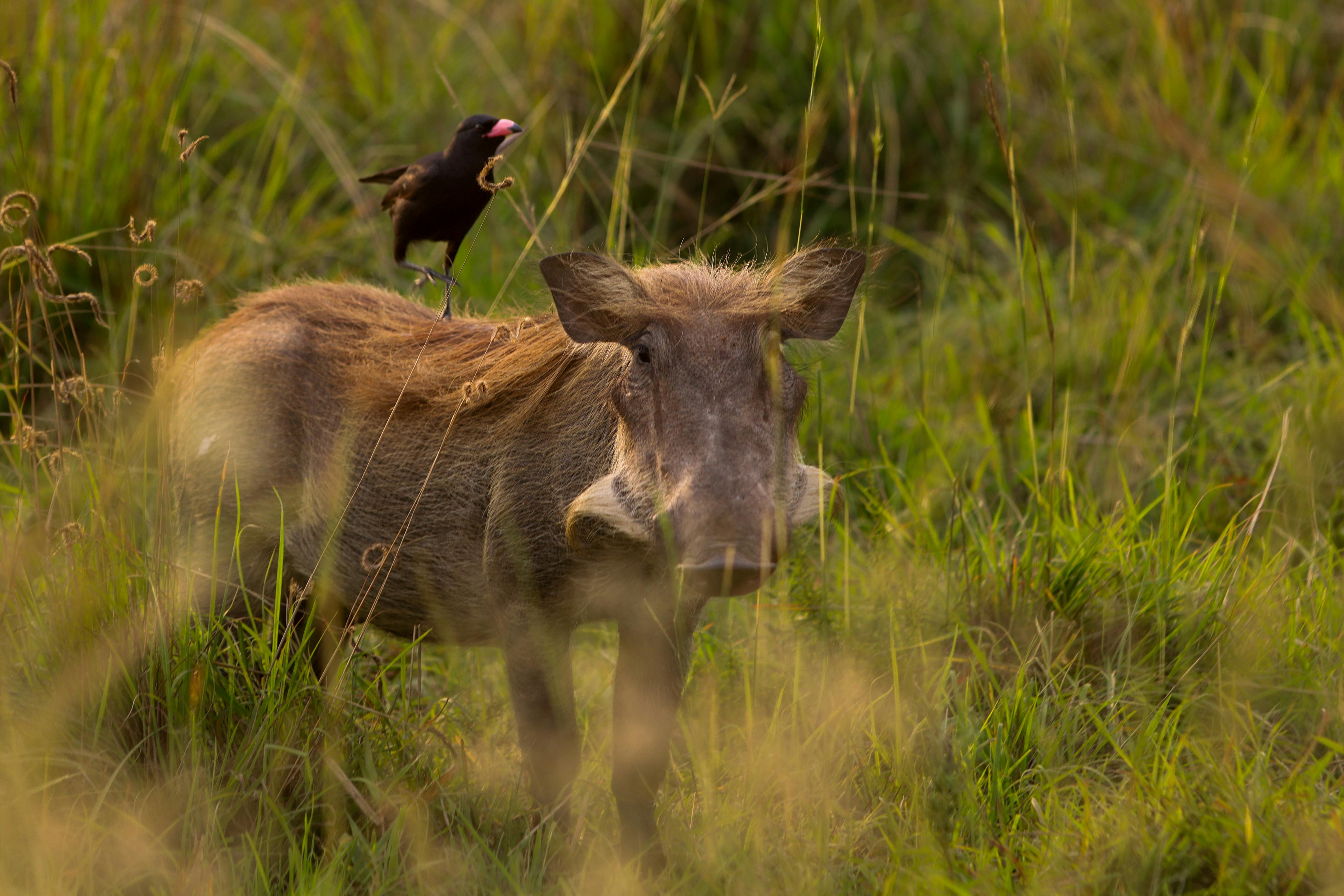 Black Bird Standing on the Back of a Warthog · Free Stock Photo