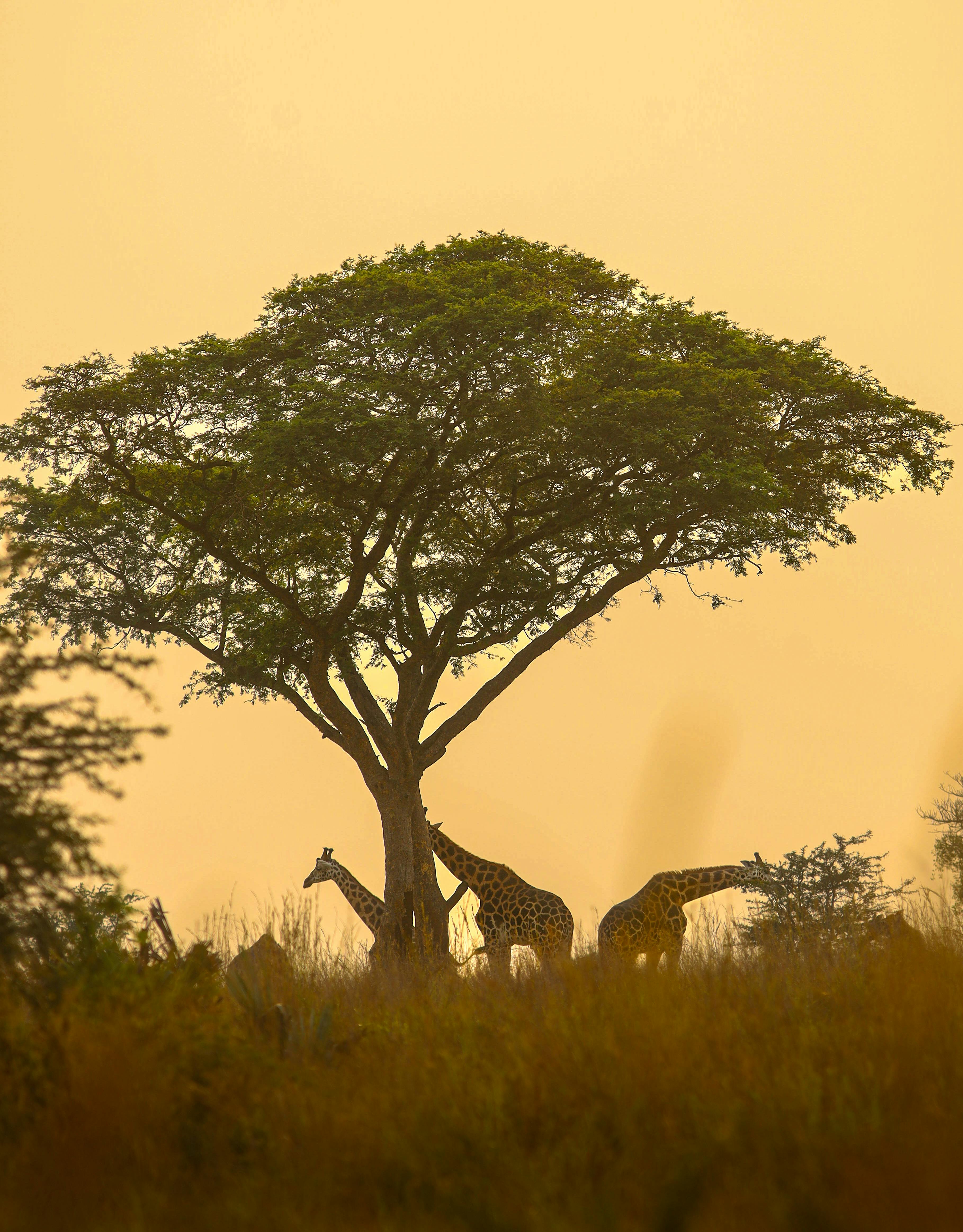 Giraffes behind Tree on Savanna at Sunset · Free Stock Photo