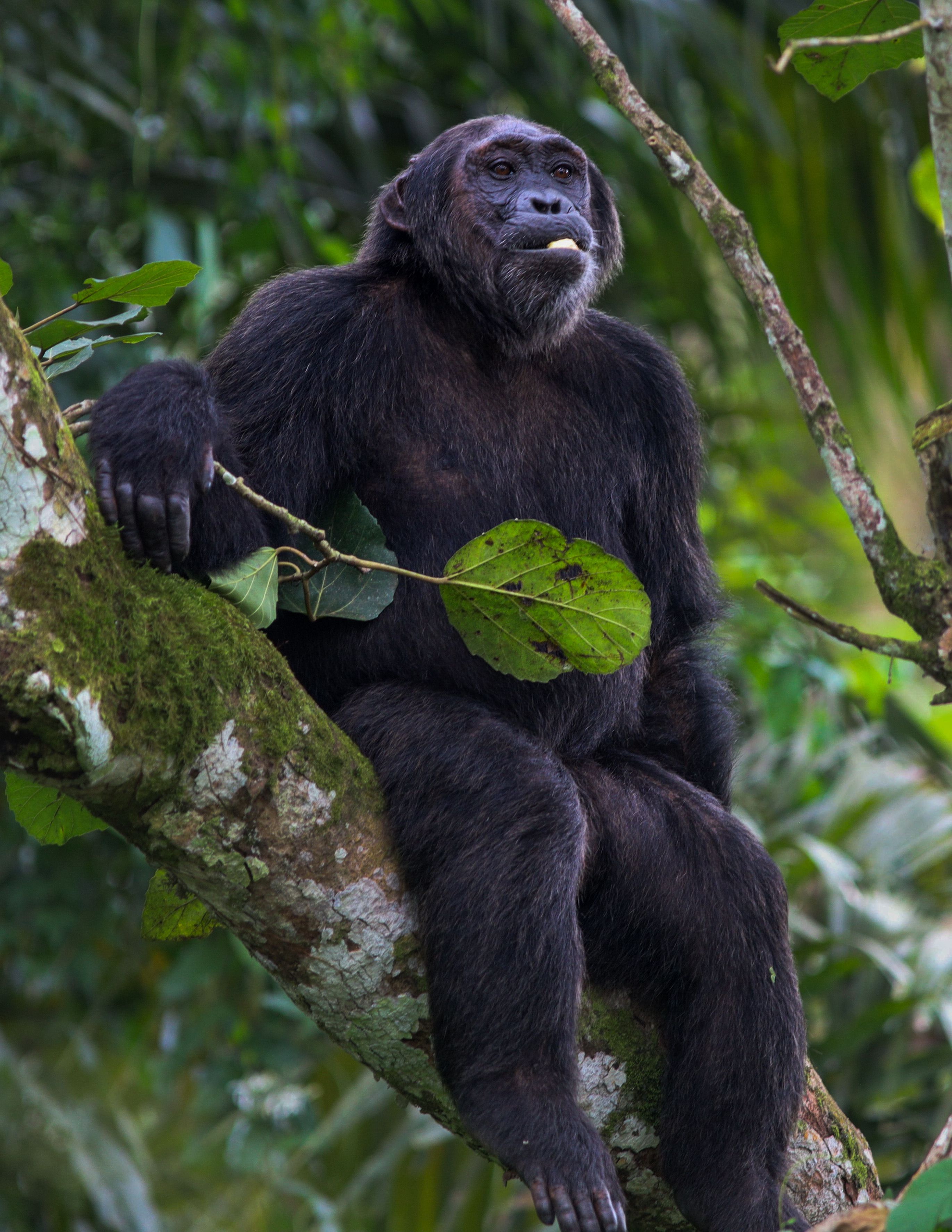 Chimpanzee Sitting on Tree · Free Stock Photo