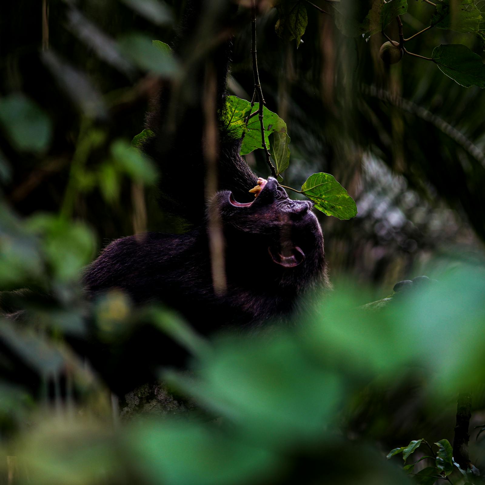 Monkey Screaming Photos, Download The BEST Free Monkey Screaming Stock ...