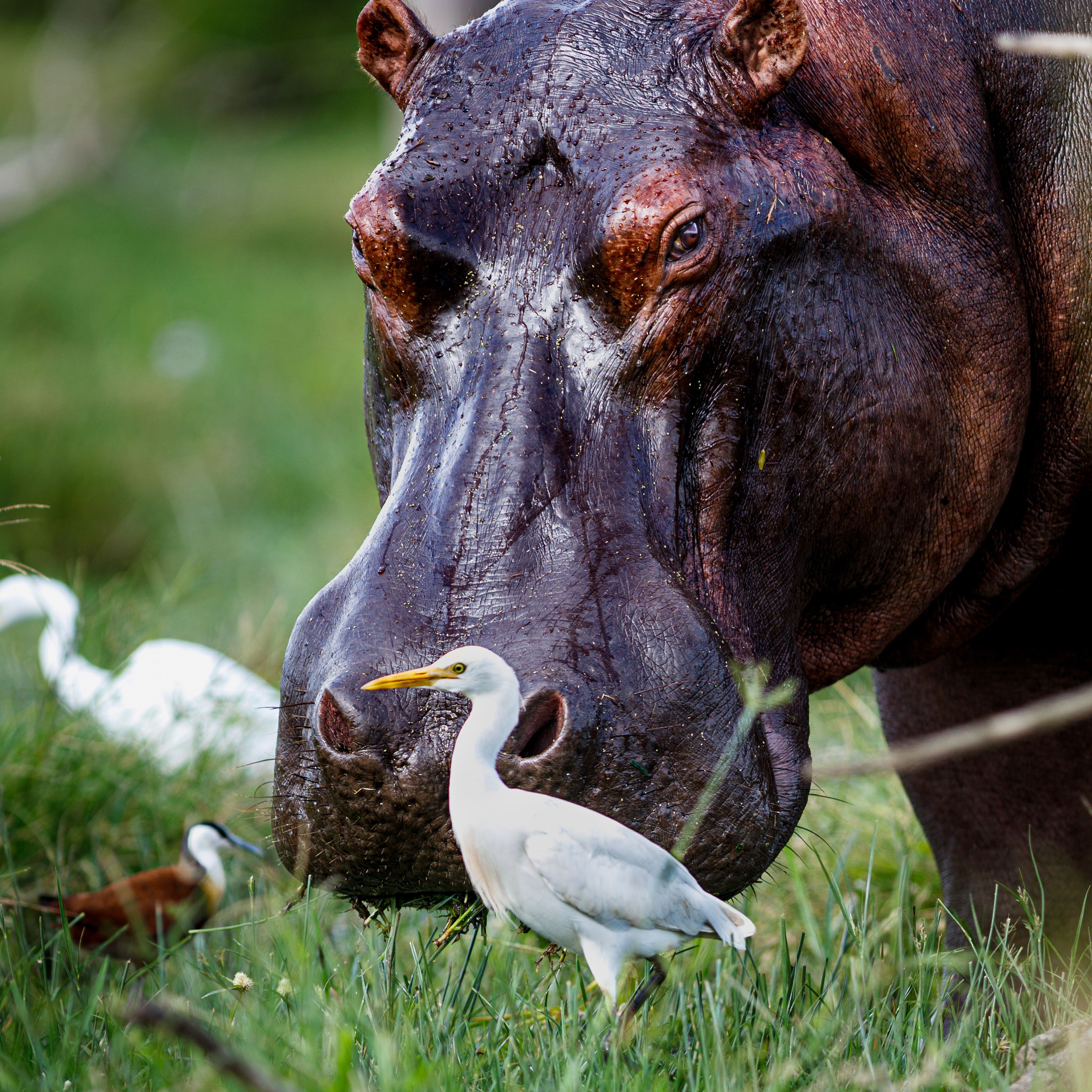 A hippo with a bird on its back · Free Stock Photo