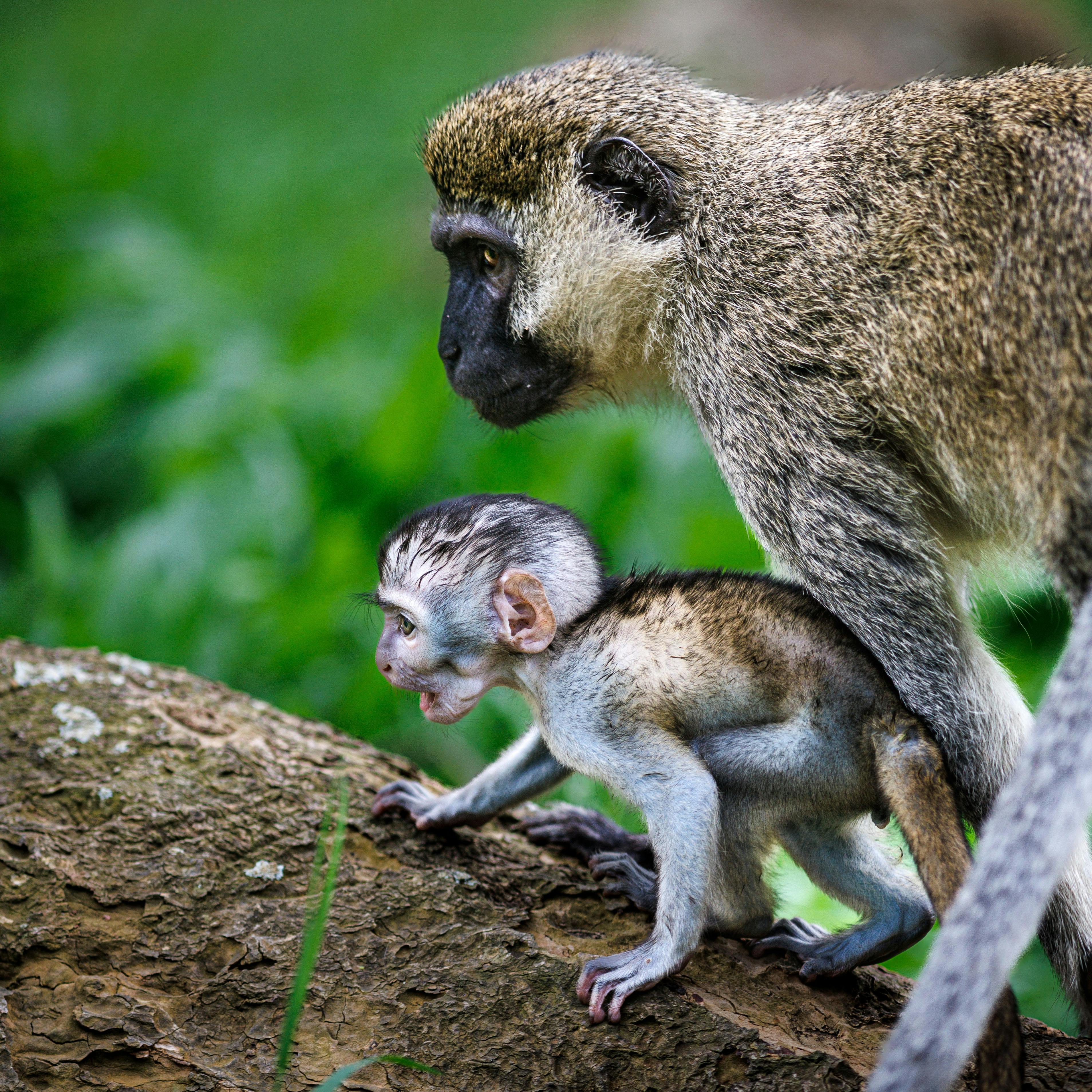 Adult Monkey with an Infant · Free Stock Photo