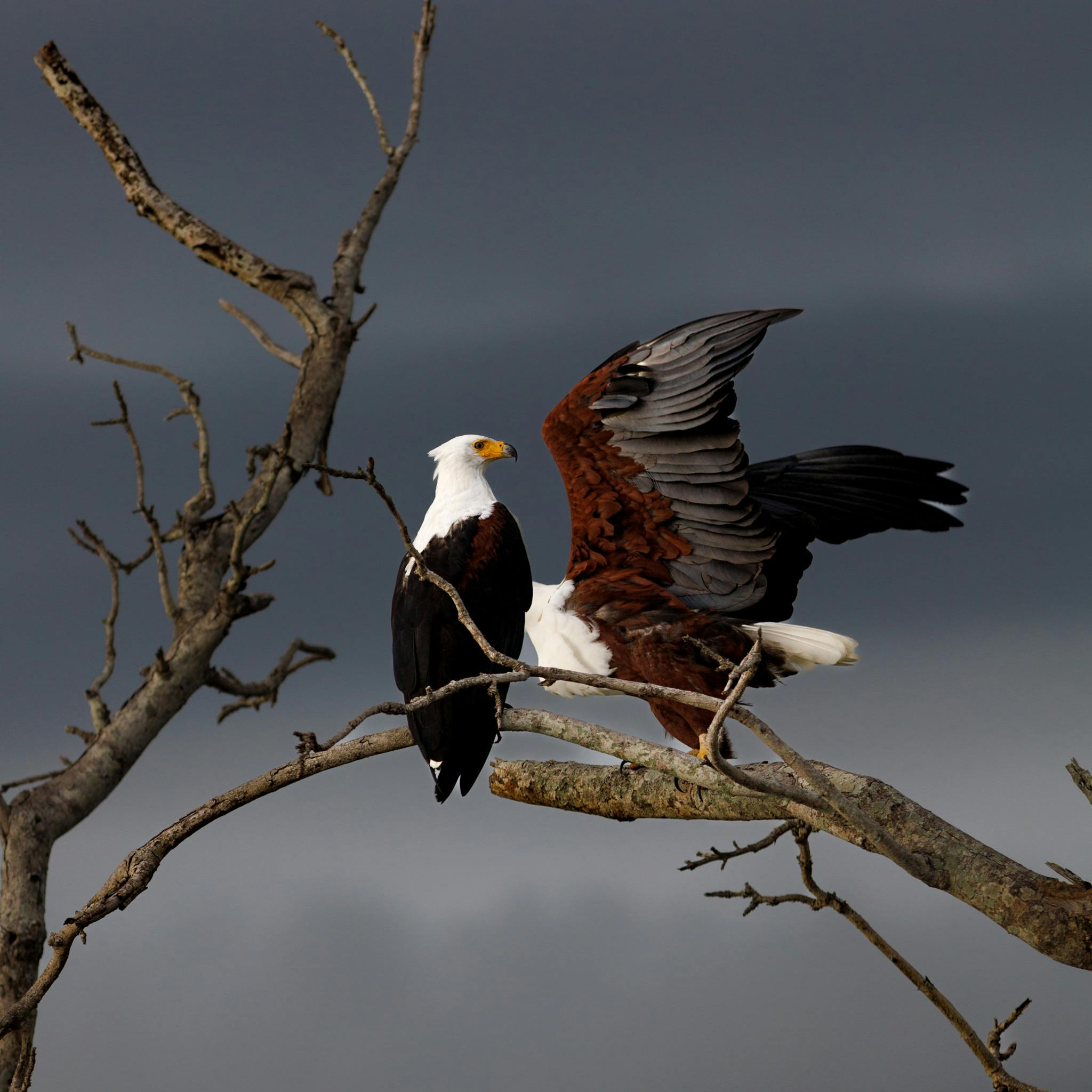Two African Fish Eagles Perching on a Branch · Free Stock Photo