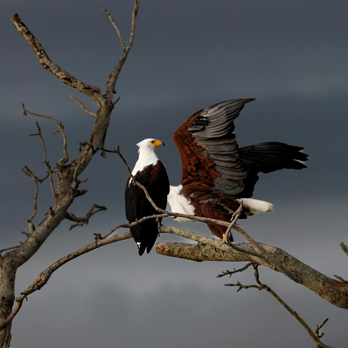 African Fish Eagle Photos, Download The BEST Free African Fish Eagle ...