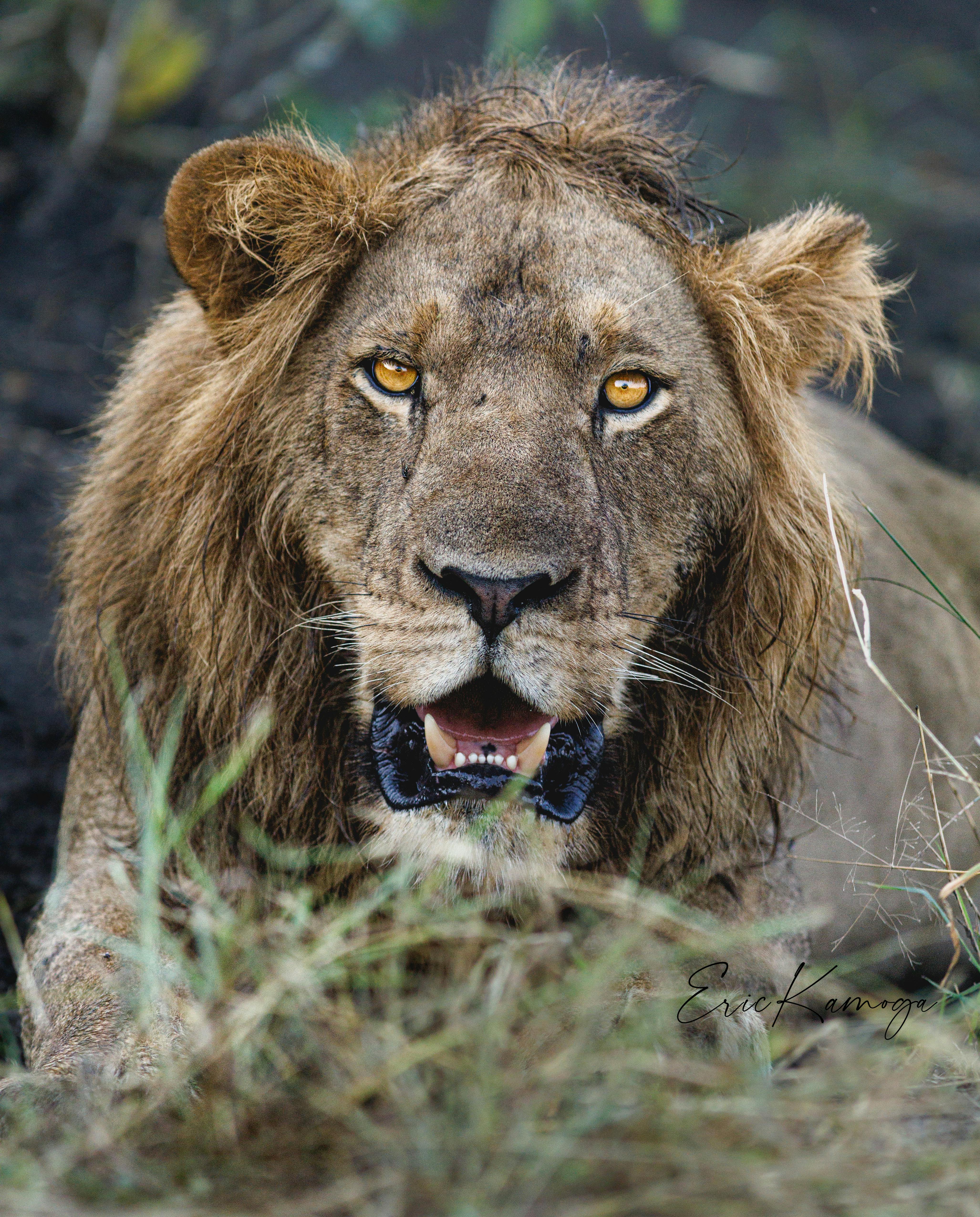Foto de stock gratuita sobre áfrica, al aire libre, animal, ápice ...