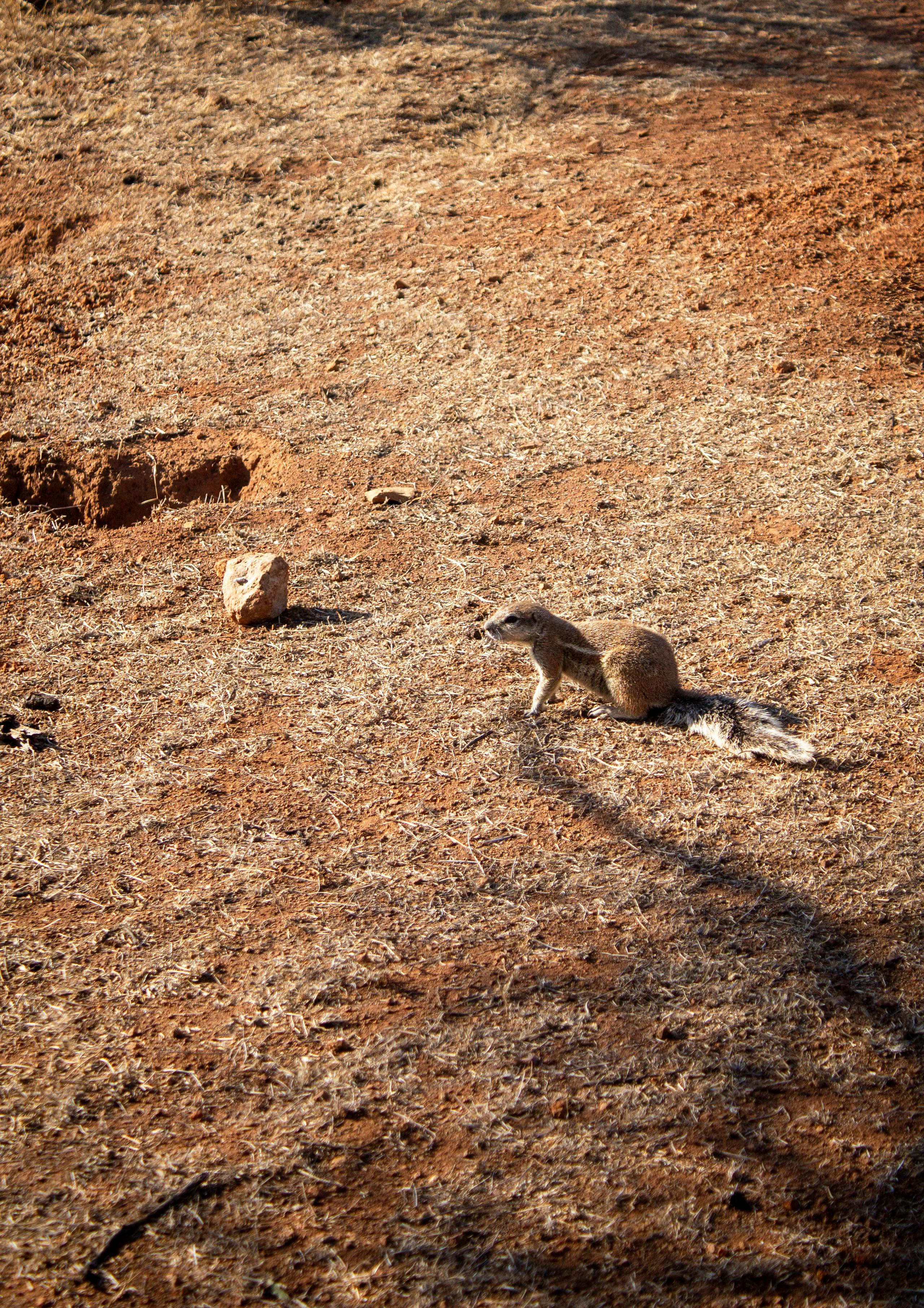 Bokaa Photos, Download The BEST Free Bokaa Stock Photos & HD Images