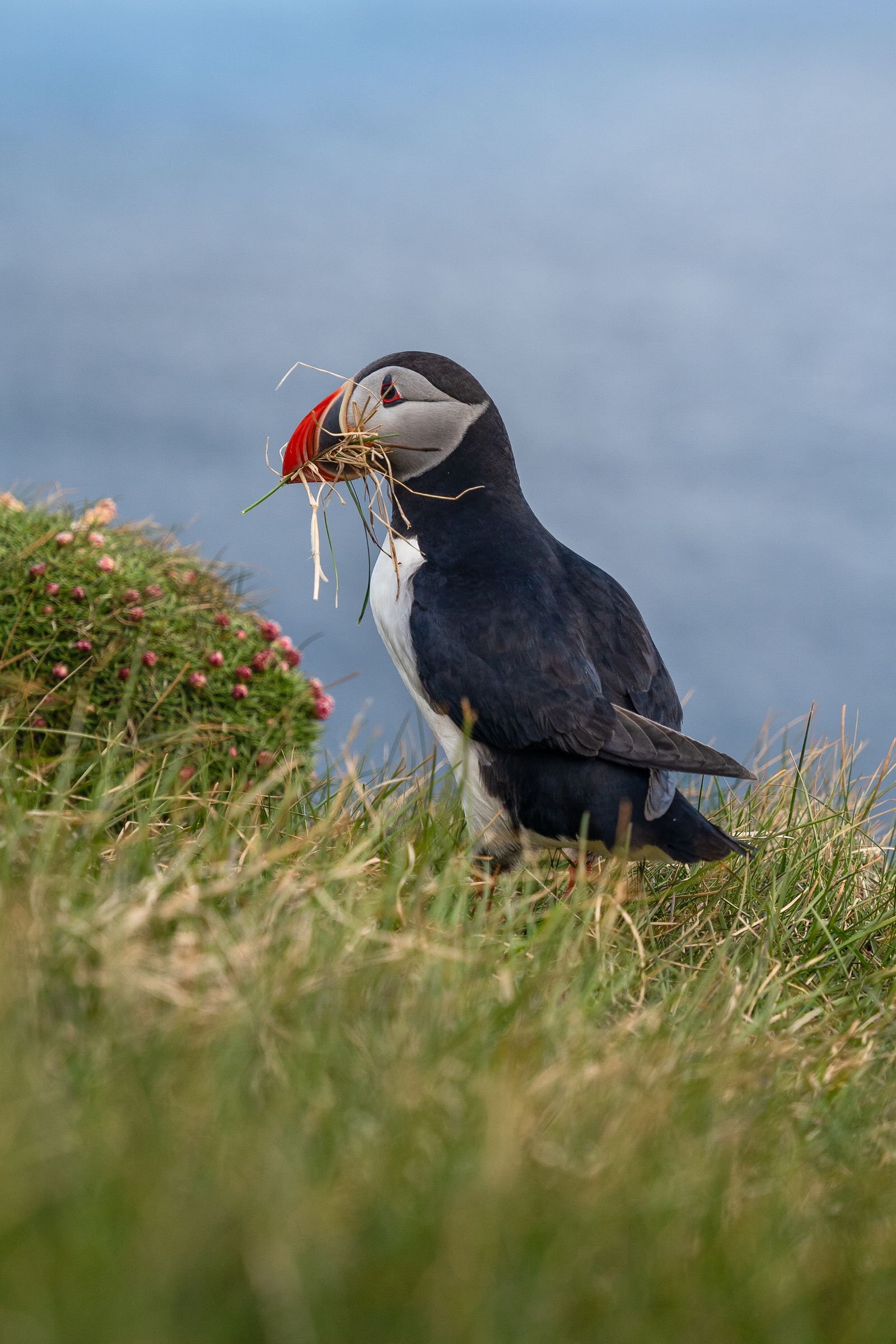 Atlantic Puffin Photos, Download The BEST Free Atlantic Puffin Stock ...