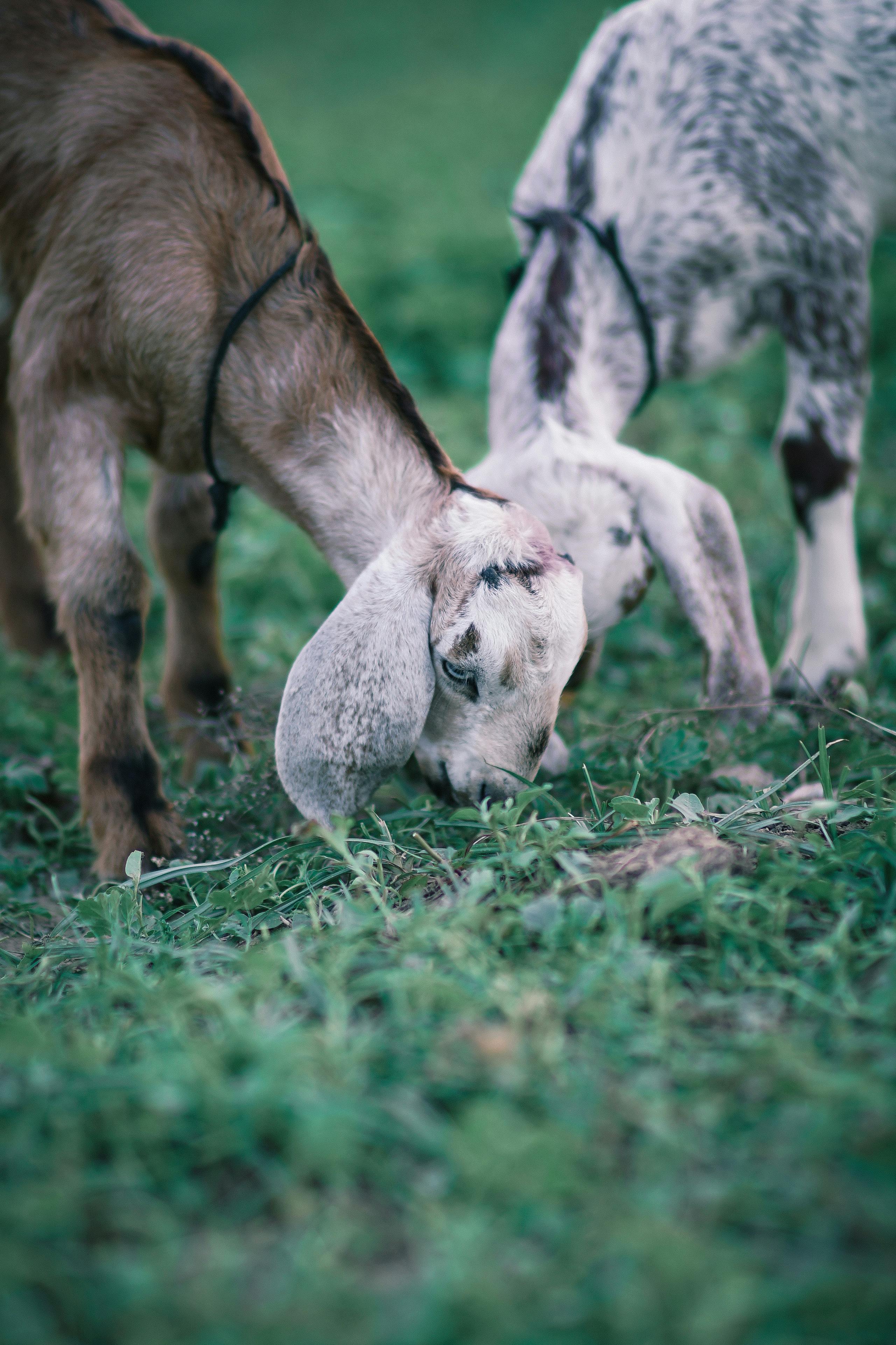Goatling with spotted coat on dry farmland · Free Stock Photo
