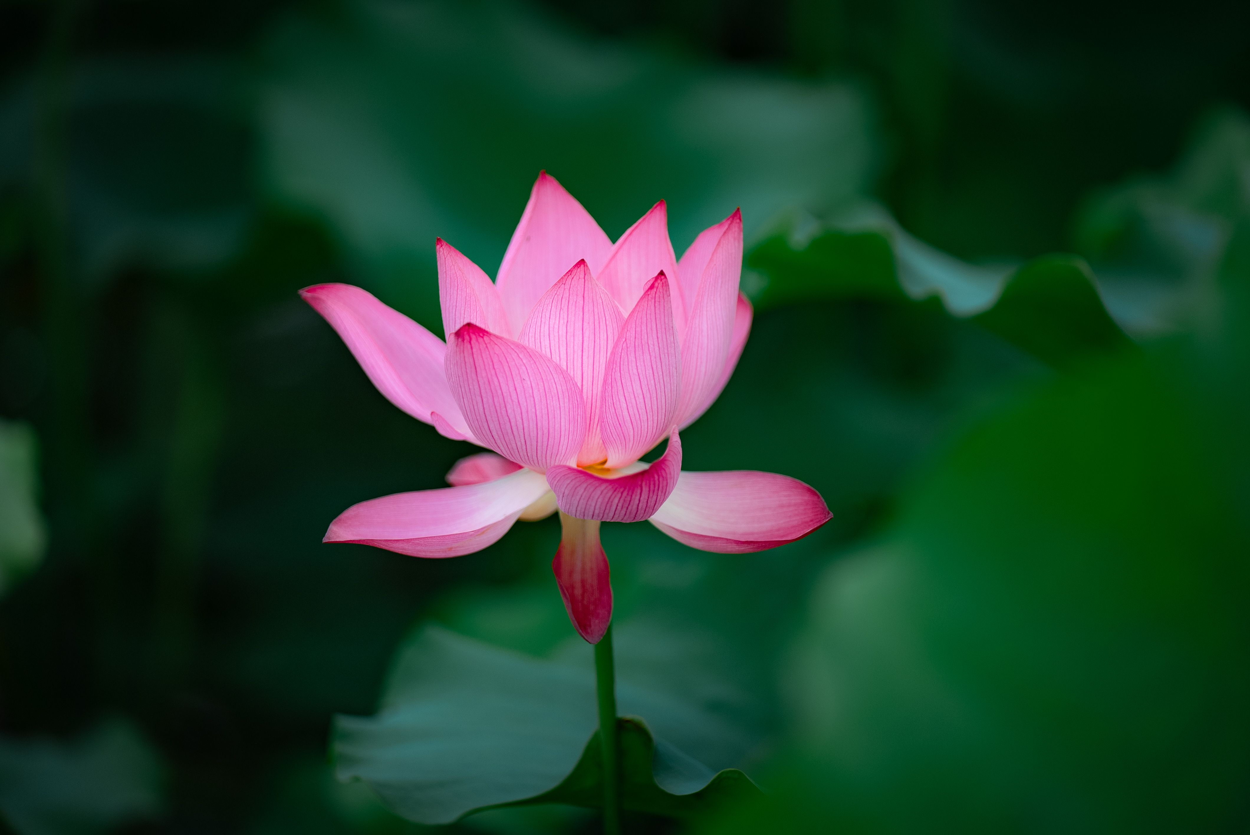 Pink Lotus Flowers in Jungle · Free Stock Photo
