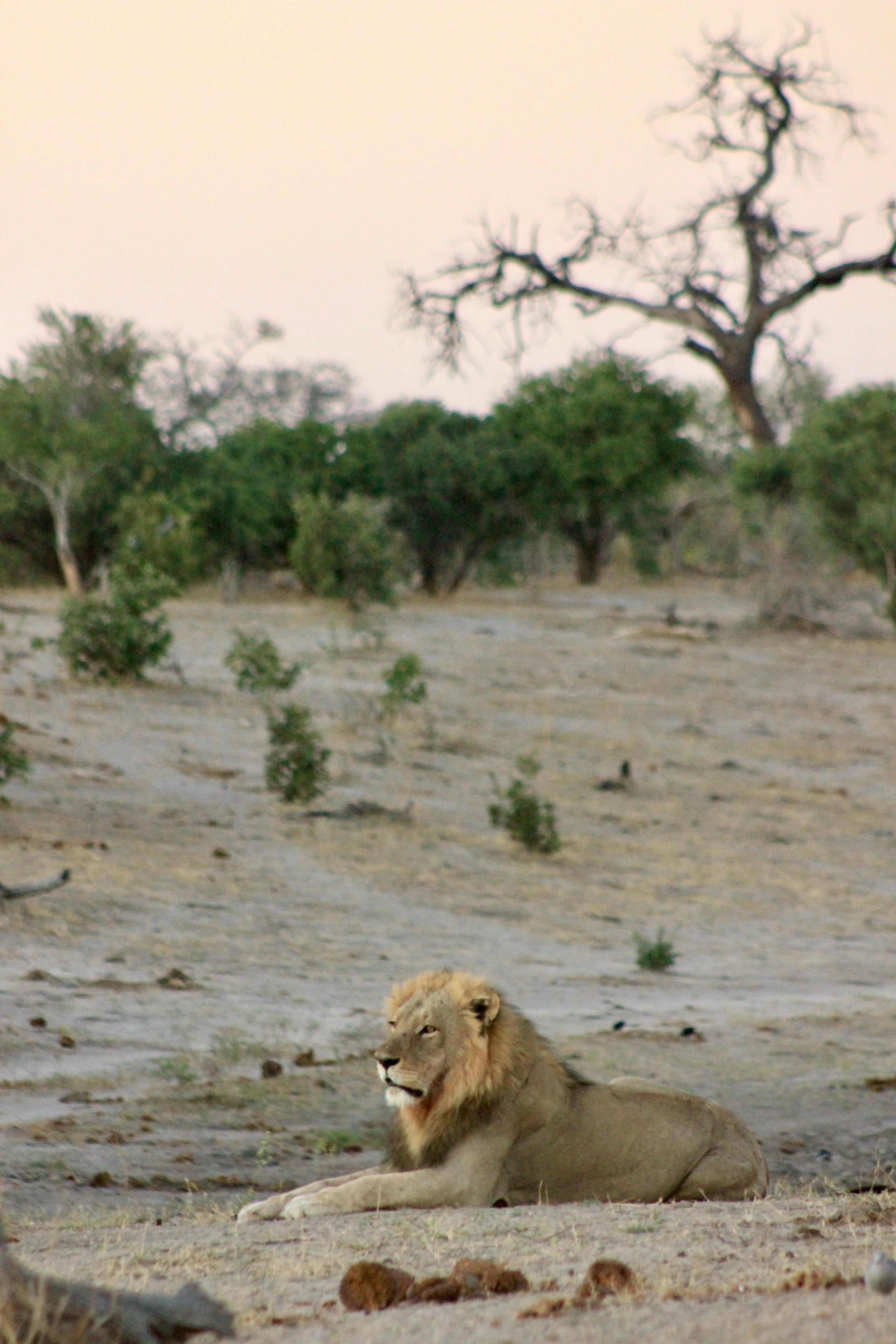 Lion West Photos, Download The BEST Free Lion West Stock Photos & HD Images