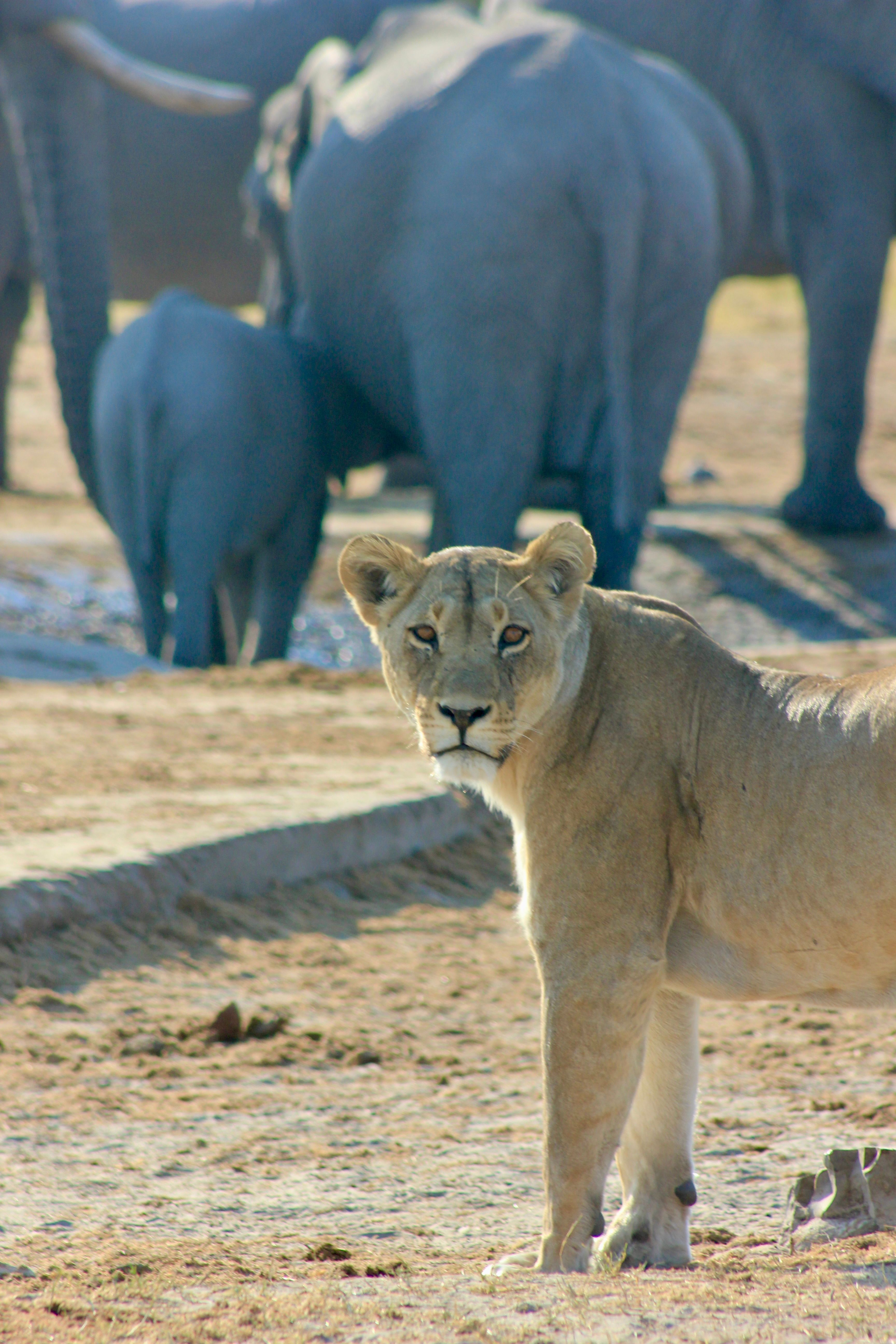 A Lioness in the Wild · Free Stock Photo