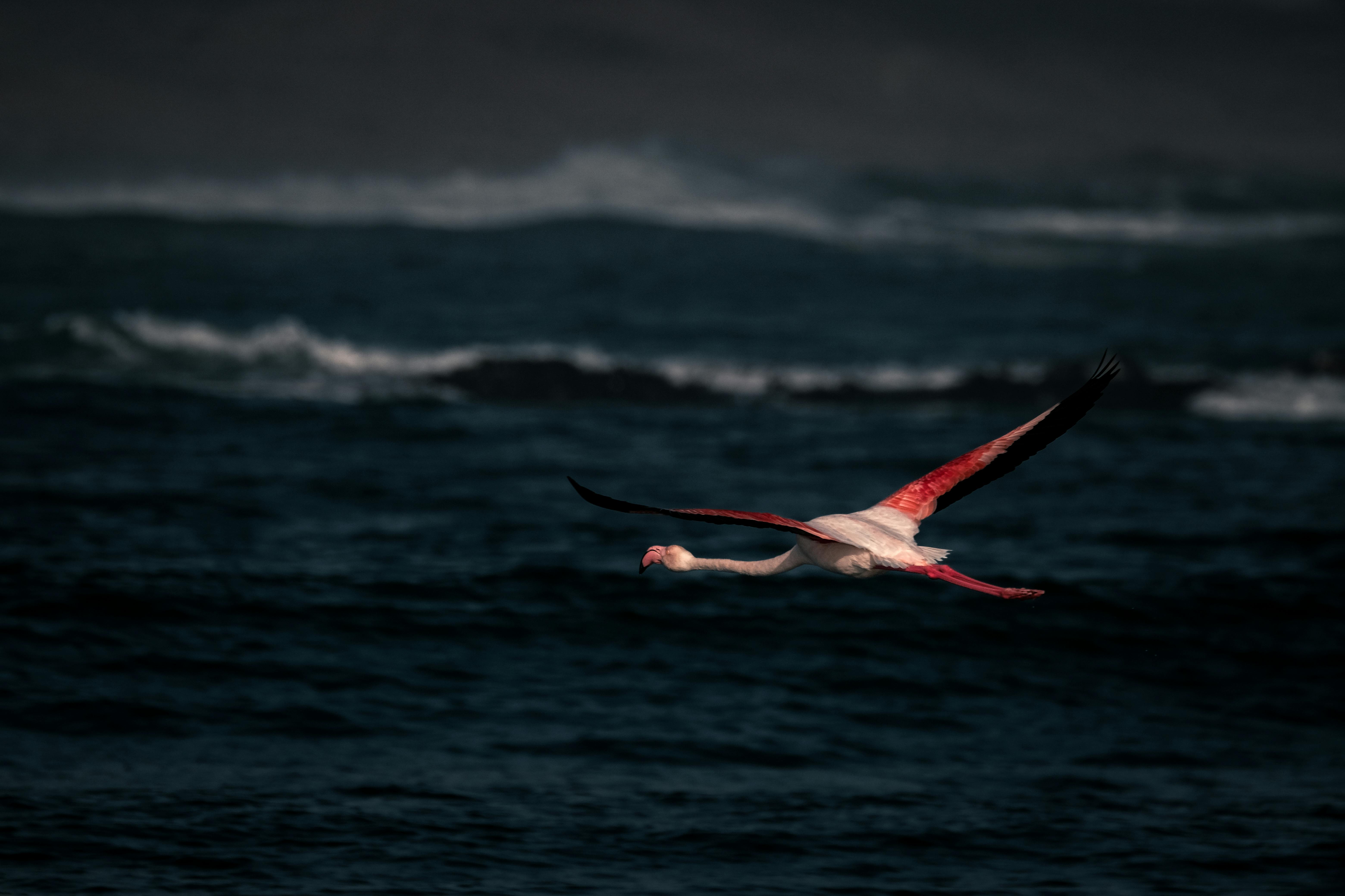 Flamingo Flying by the Shore · Free Stock Photo