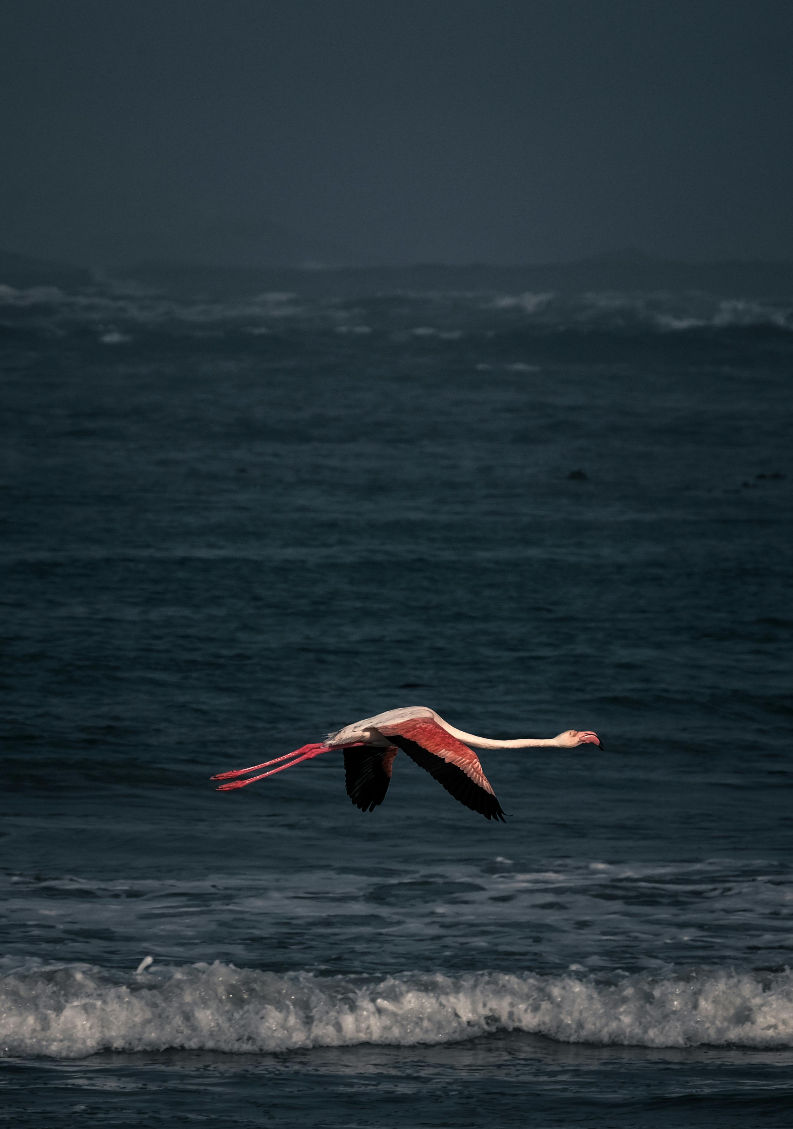 Flamingo Flying by the Shore · Free Stock Photo