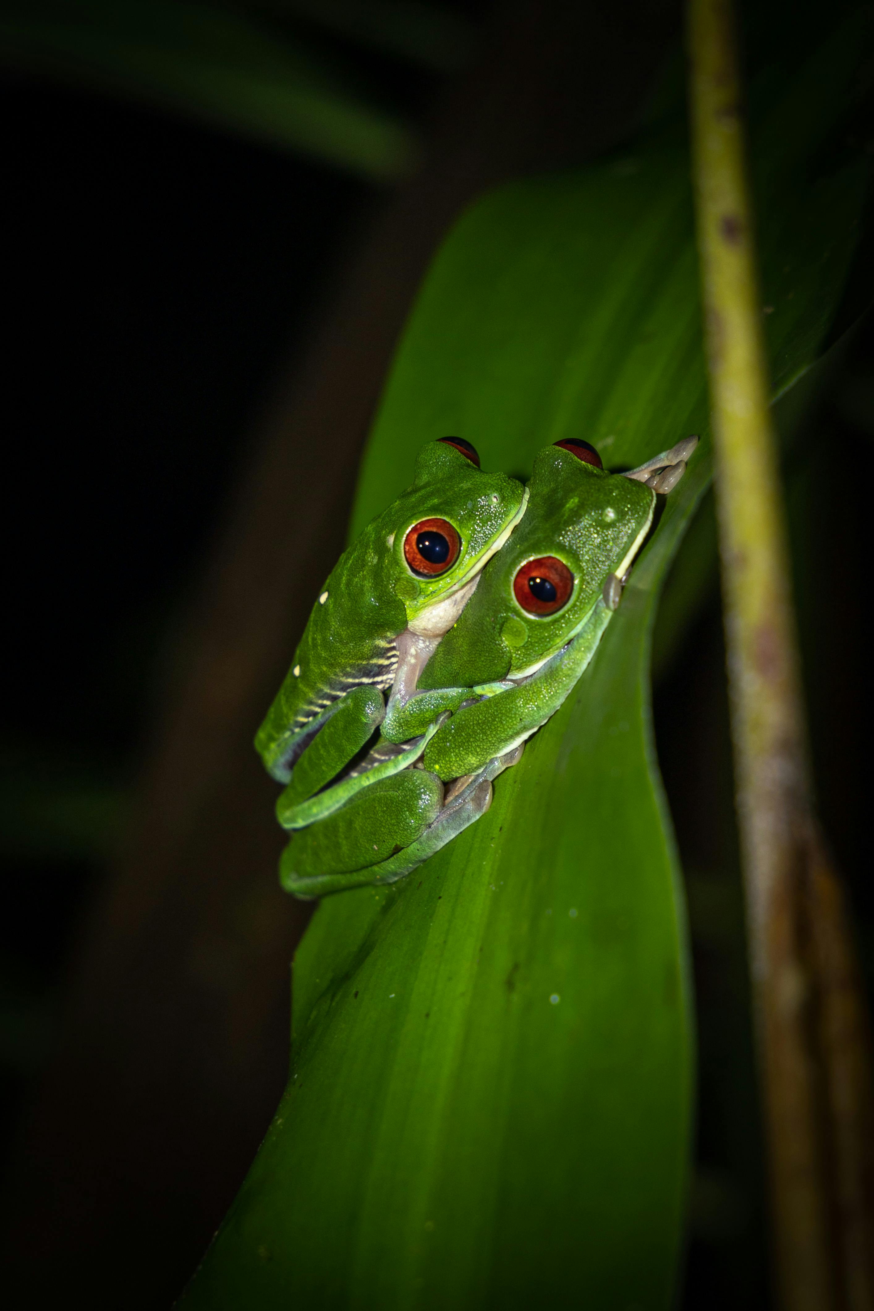 Two red eyed tree frogs on a leaf · Free Stock Photo