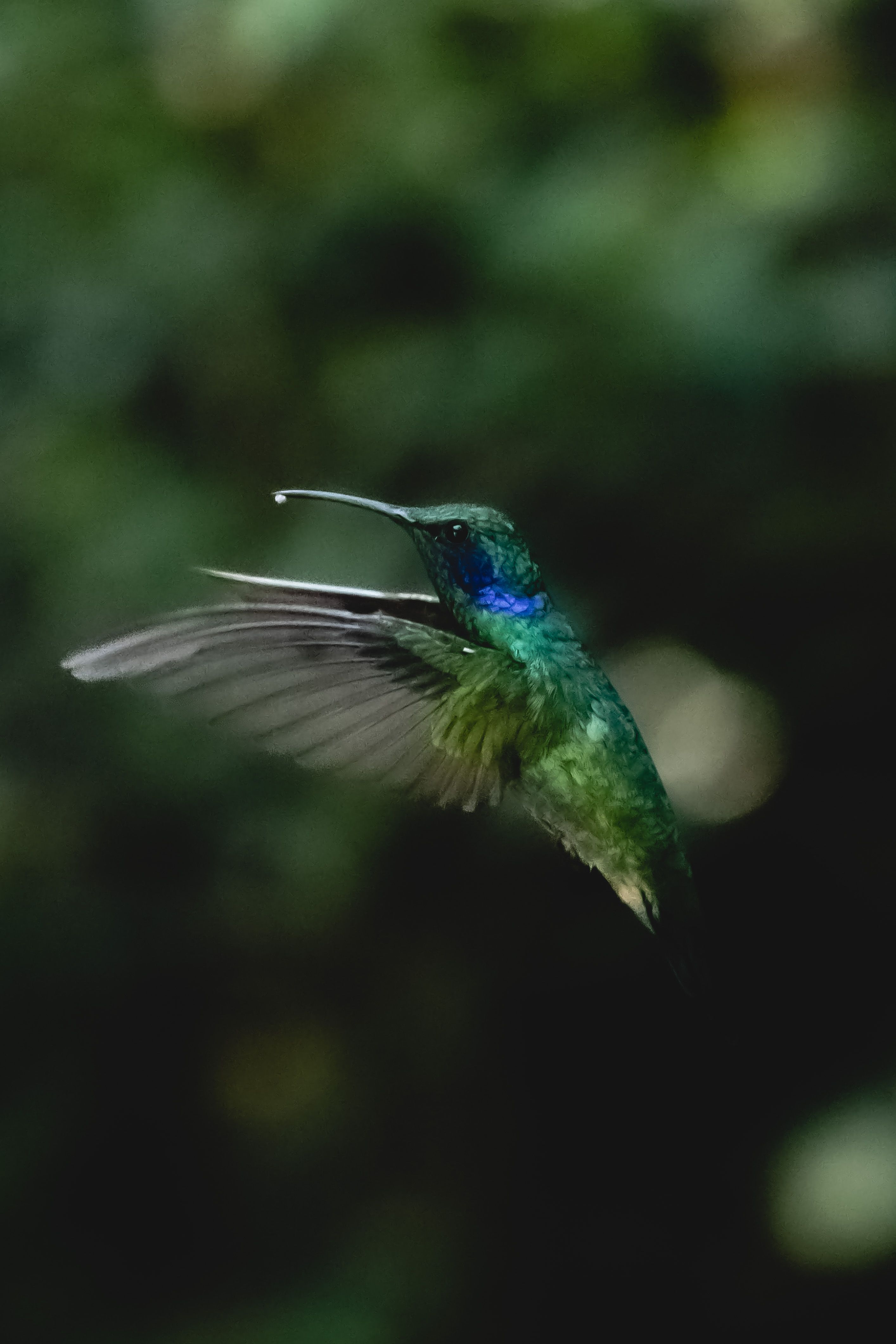 Foto de stock gratuita sobre al aire libre, alas, alas de colibrí ...