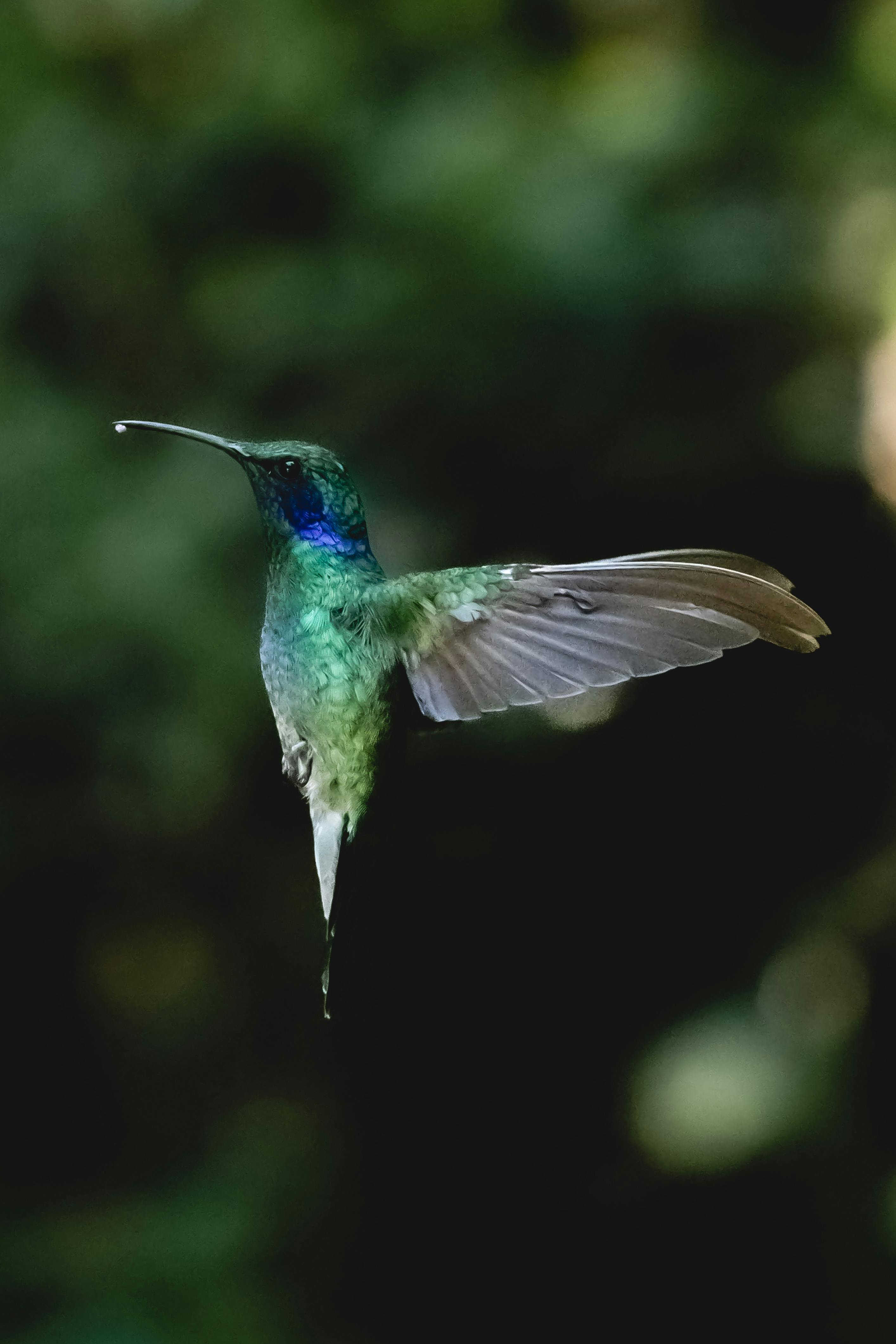 Foto de stock gratuita sobre al aire libre, alas, alas de colibrí ...