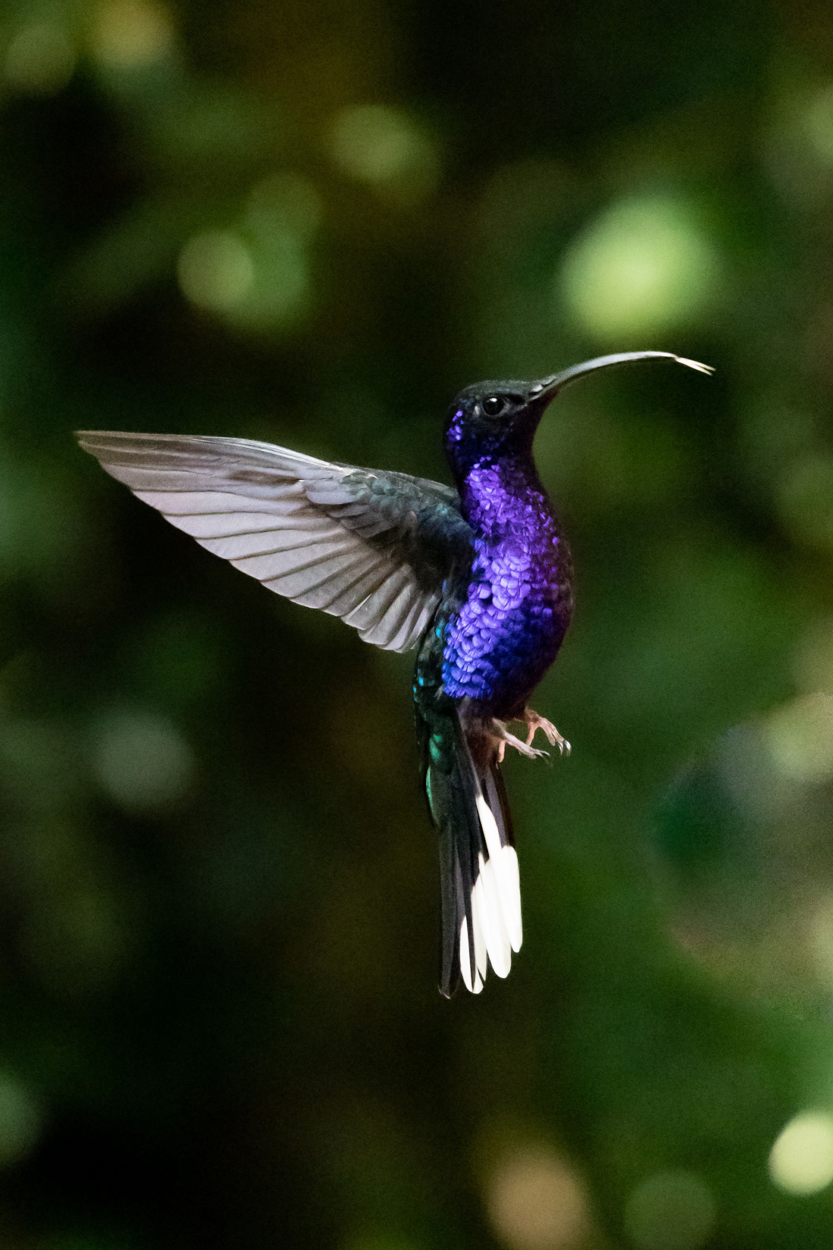 Close up of a Violet Sabrewing · Free Stock Photo