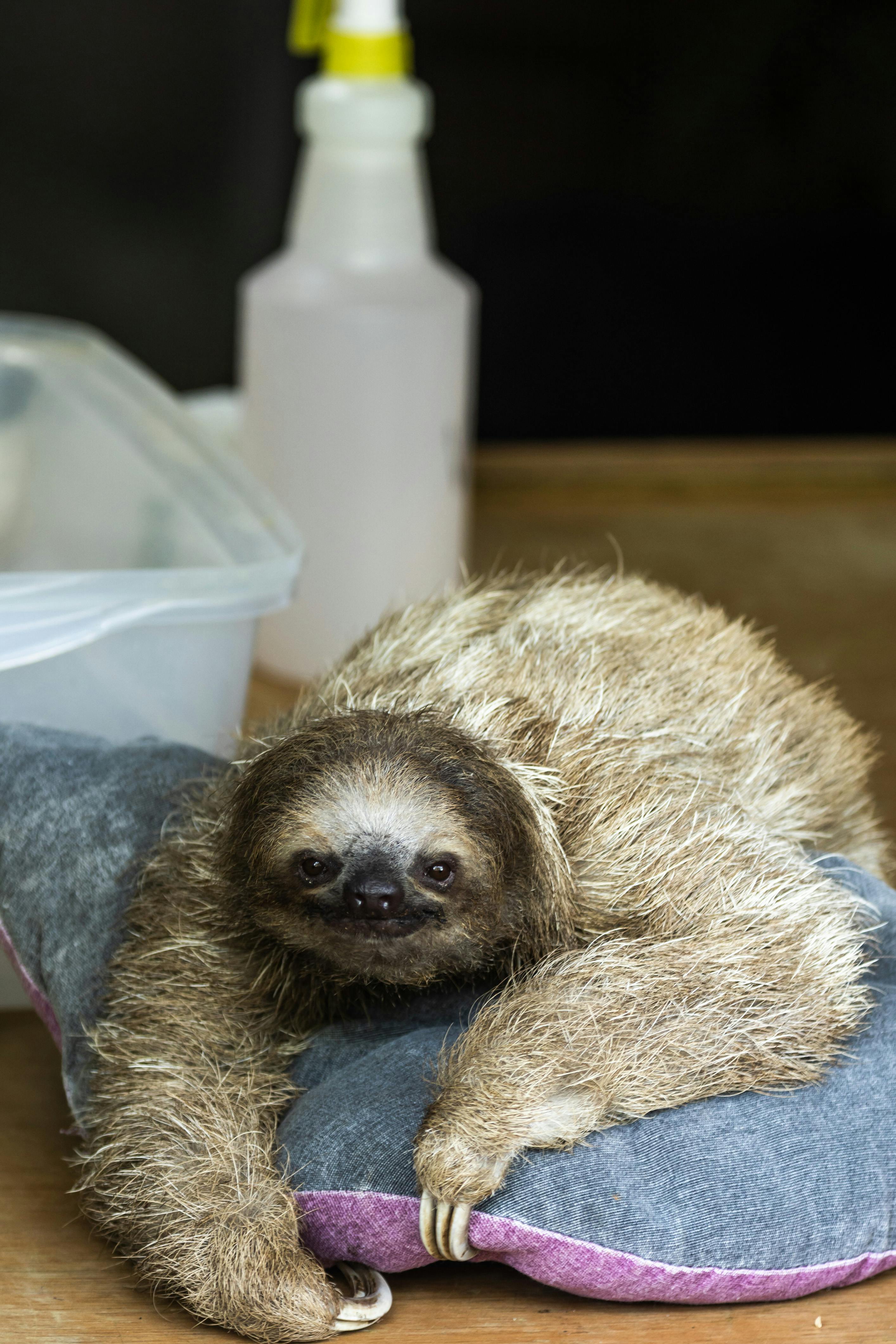 Sloth Lying on a Pillow · Free Stock Photo