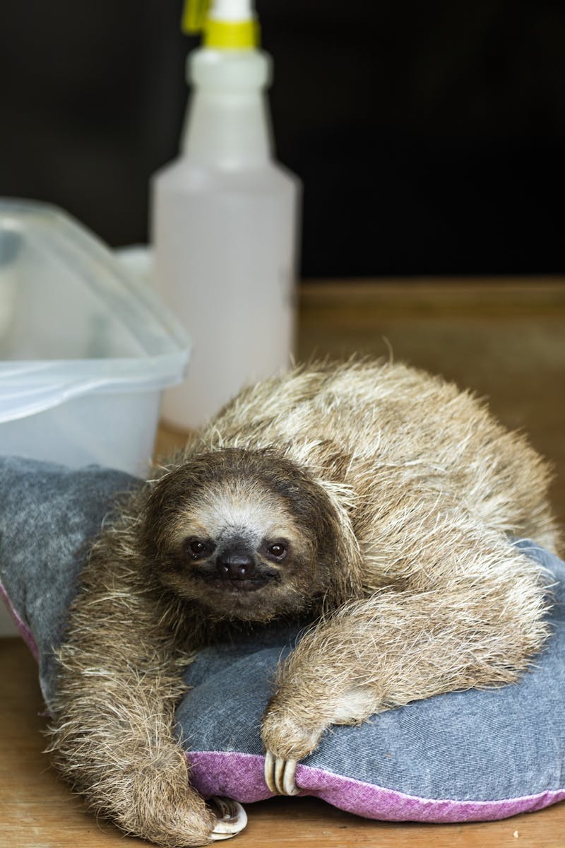 Sloth Photos, Download The BEST Free Sloth Stock Photos & HD Images