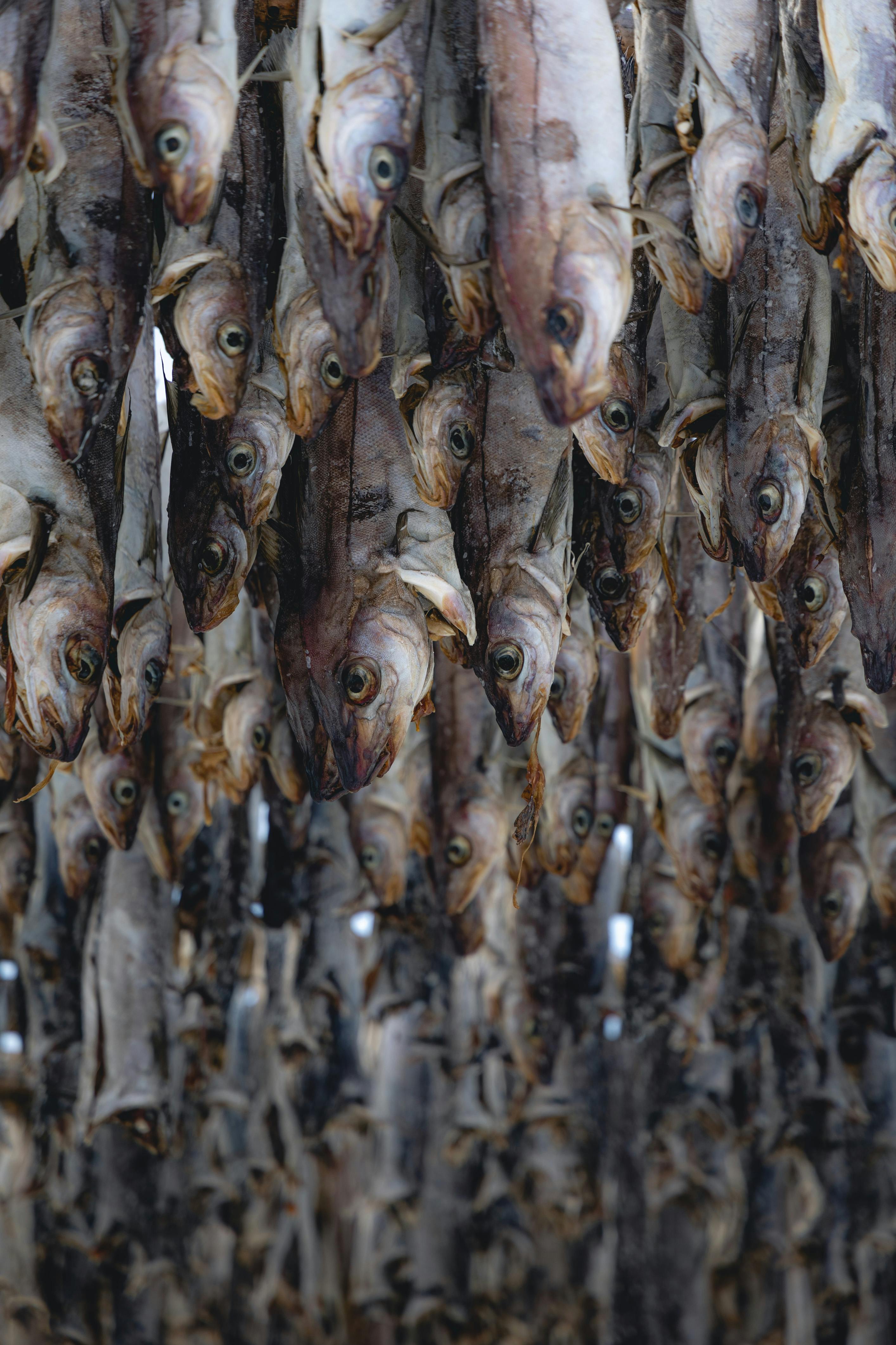 Bad Fish Smell Photos, Download The BEST Free Bad Fish Smell Stock ...