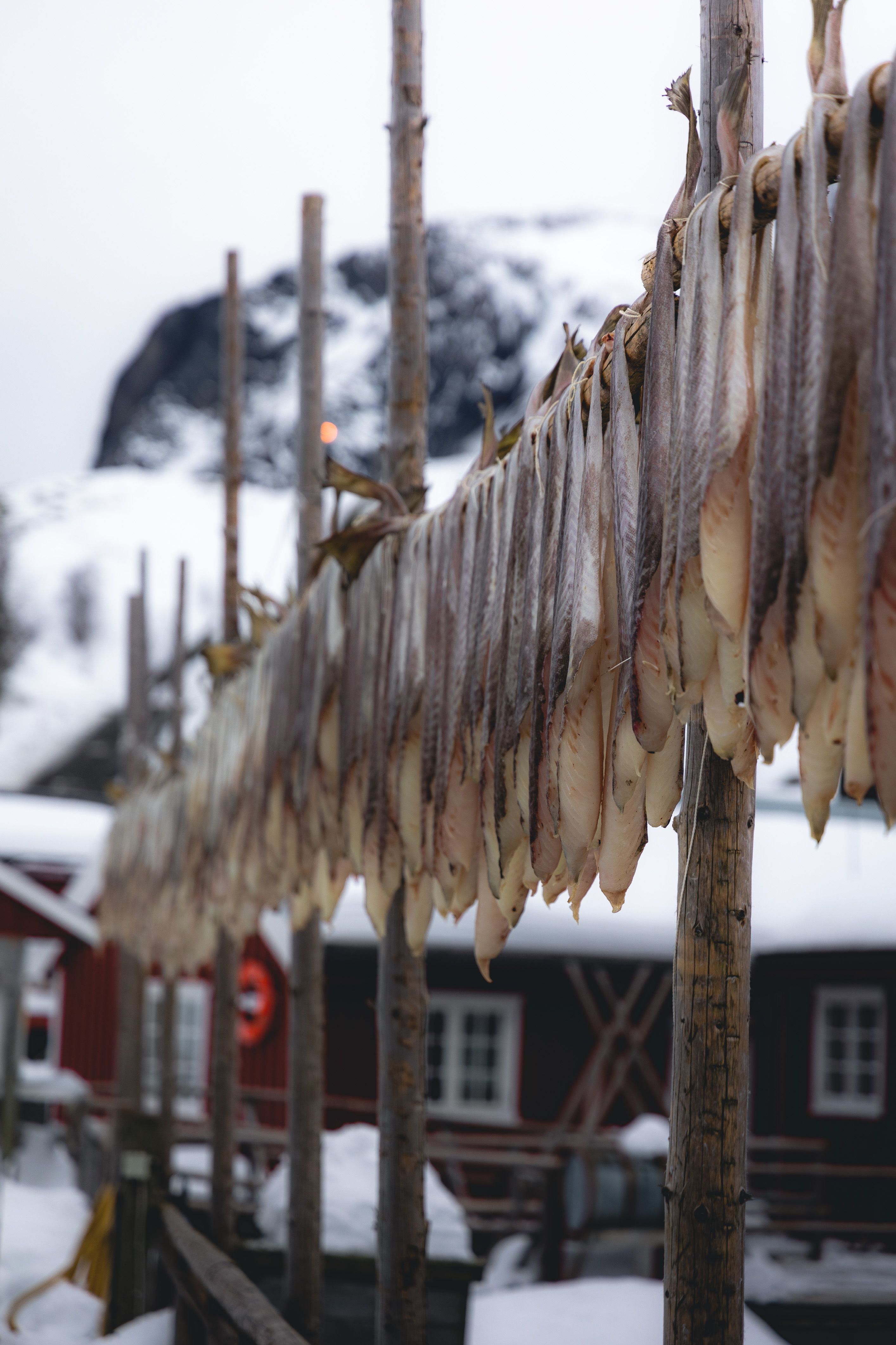 Fish on Poles in Village Covered with Snow · Free Stock Photo
