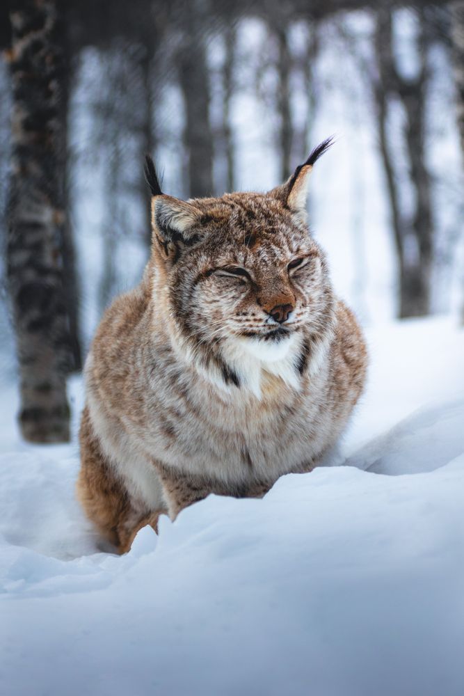3.709+ Fotos y Imágenes de Lince Gratis · Banco de Fotos Gratis