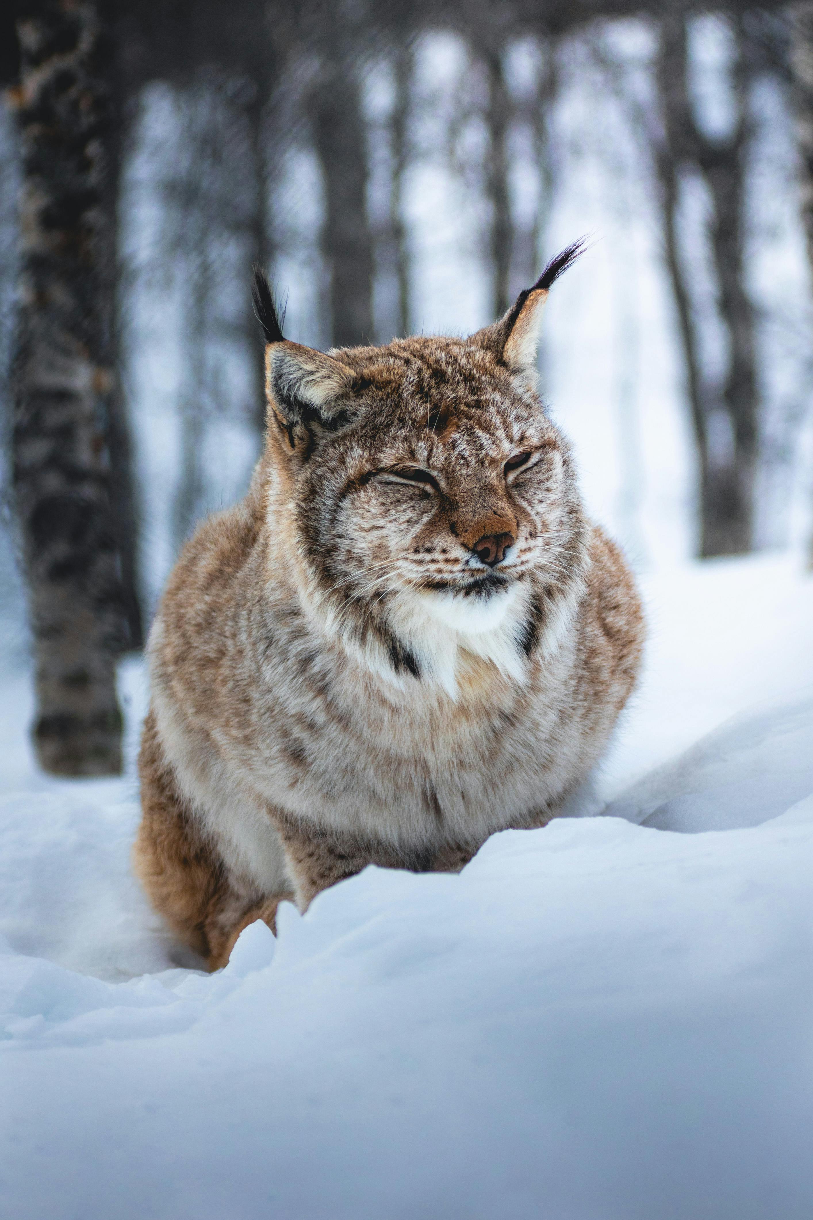 Snow Lynx Bengal Cat Photos, Download The BEST Free Snow Lynx Bengal Cat Stock Photos & HD Images