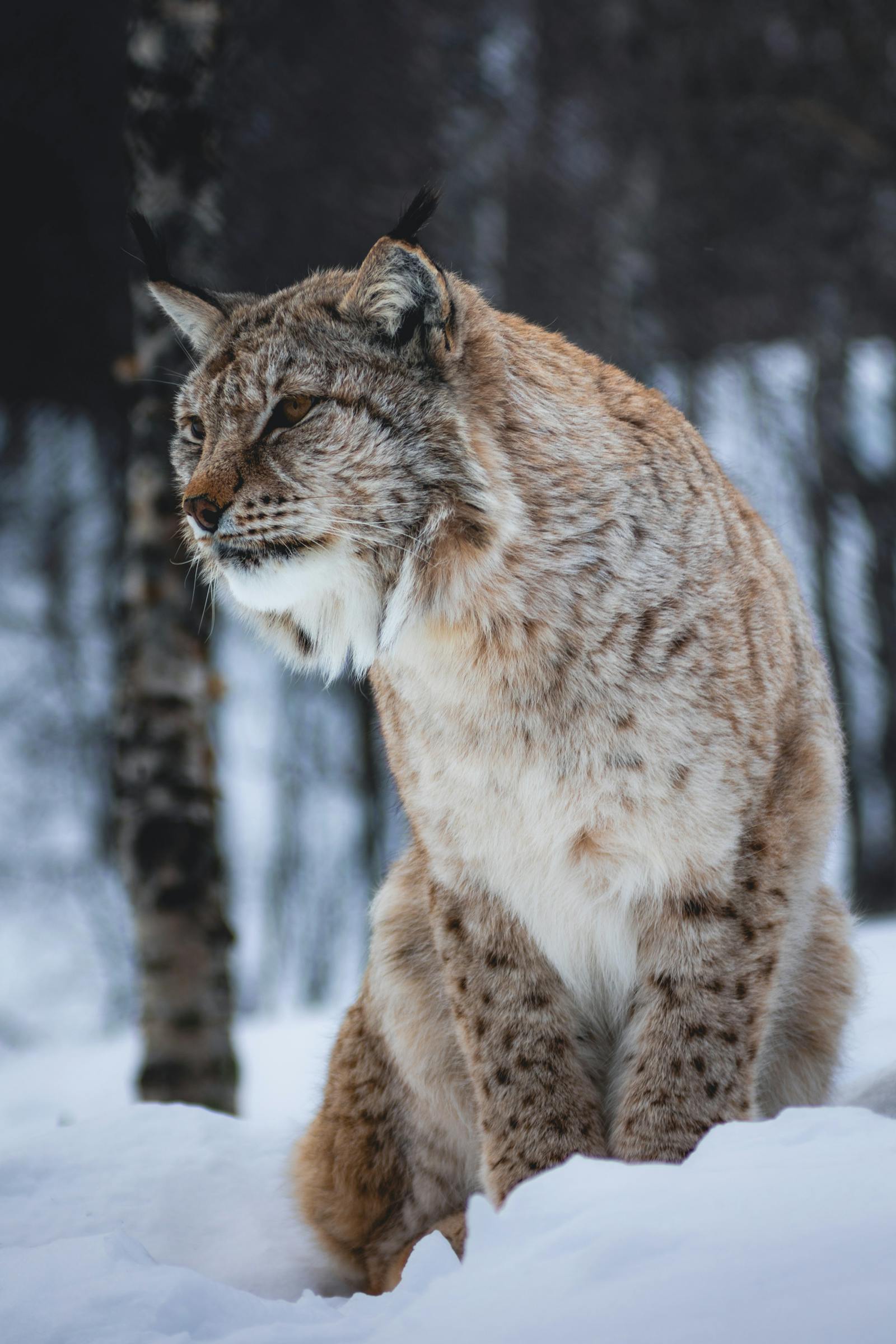 Lynx Photos, Download The BEST Free Lynx Stock Photos & HD Images