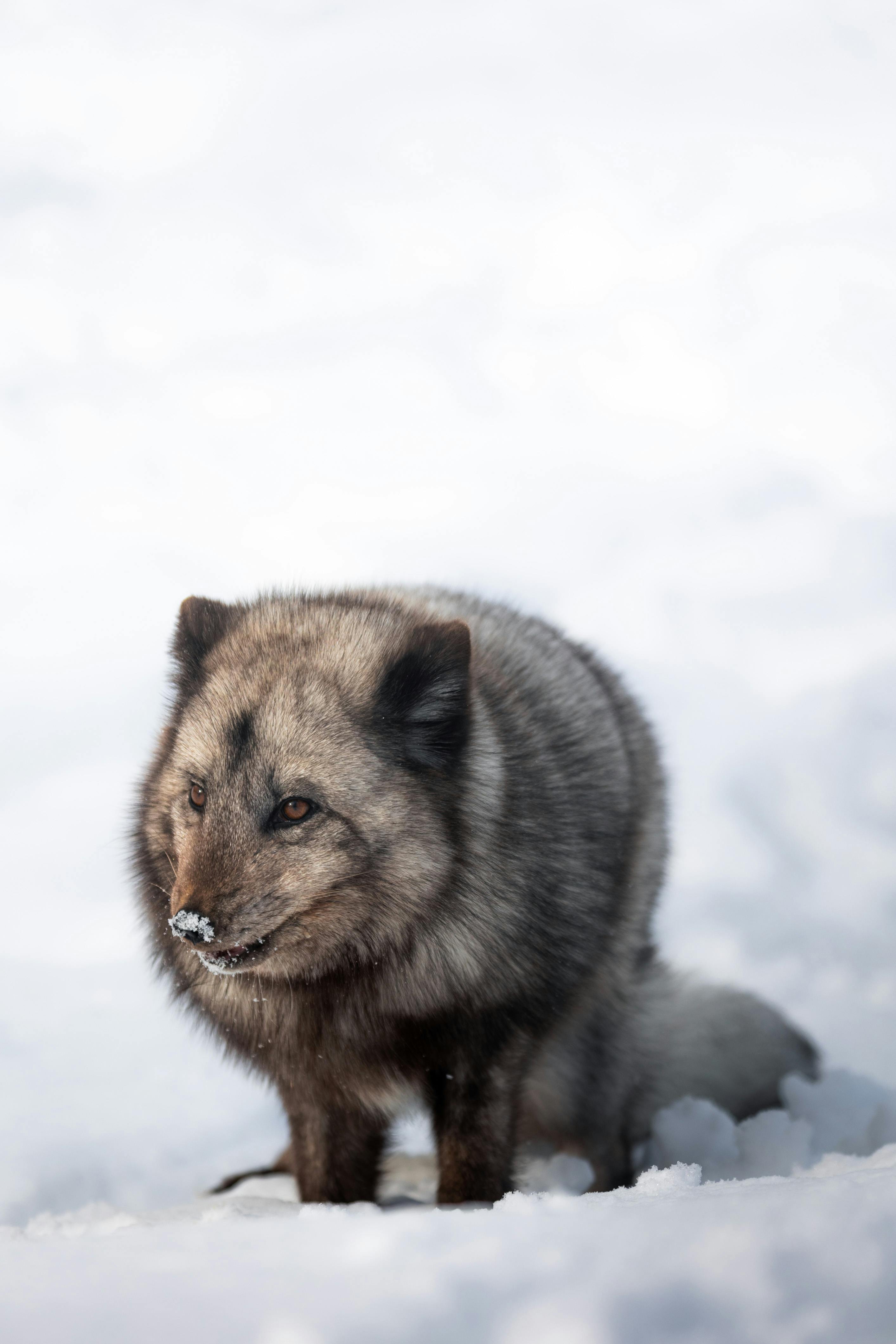 Gray Arctic Fox Standing in the Snow · Free Stock Photo
