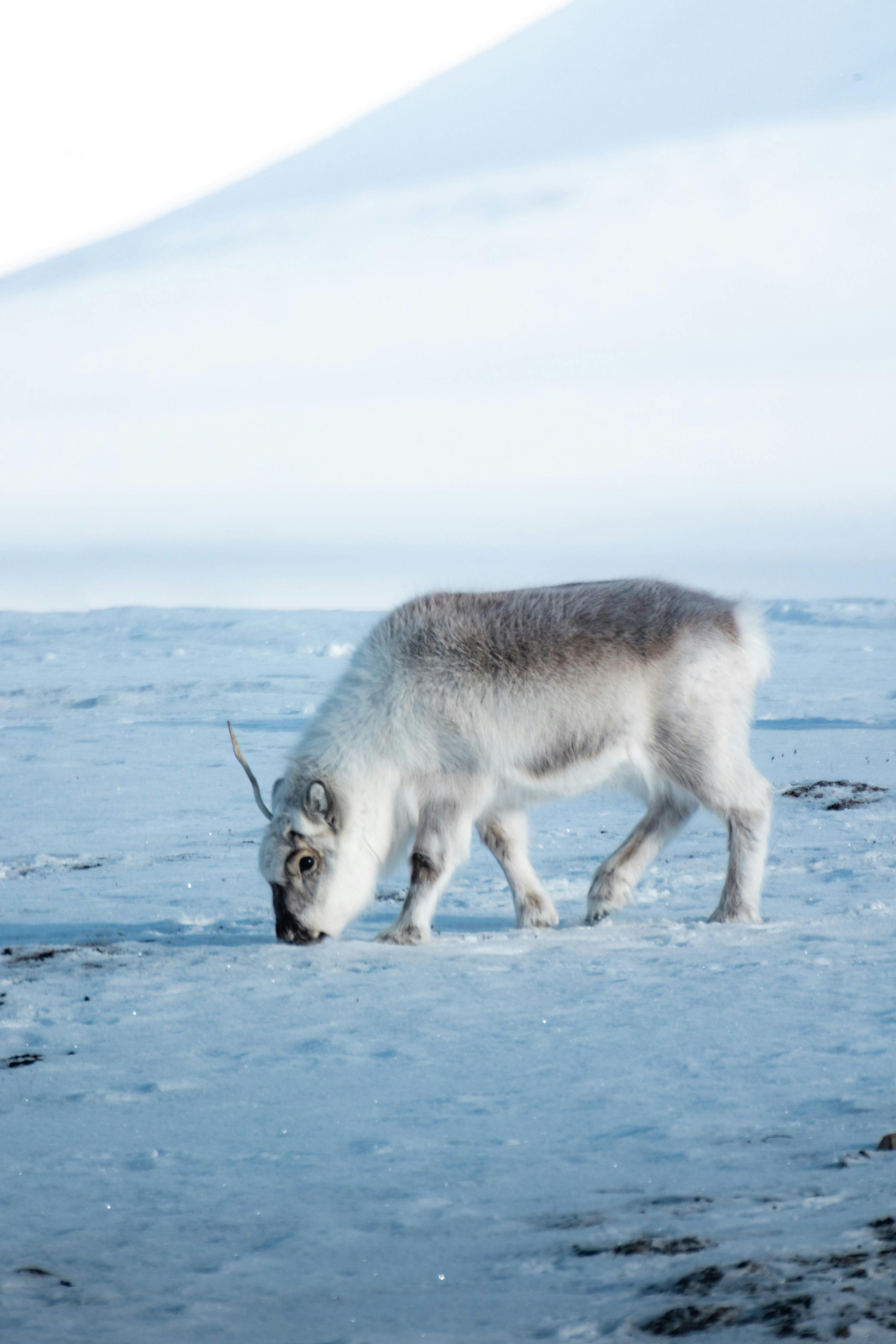 Photo of Reindeer in the Snow · Free Stock Photo