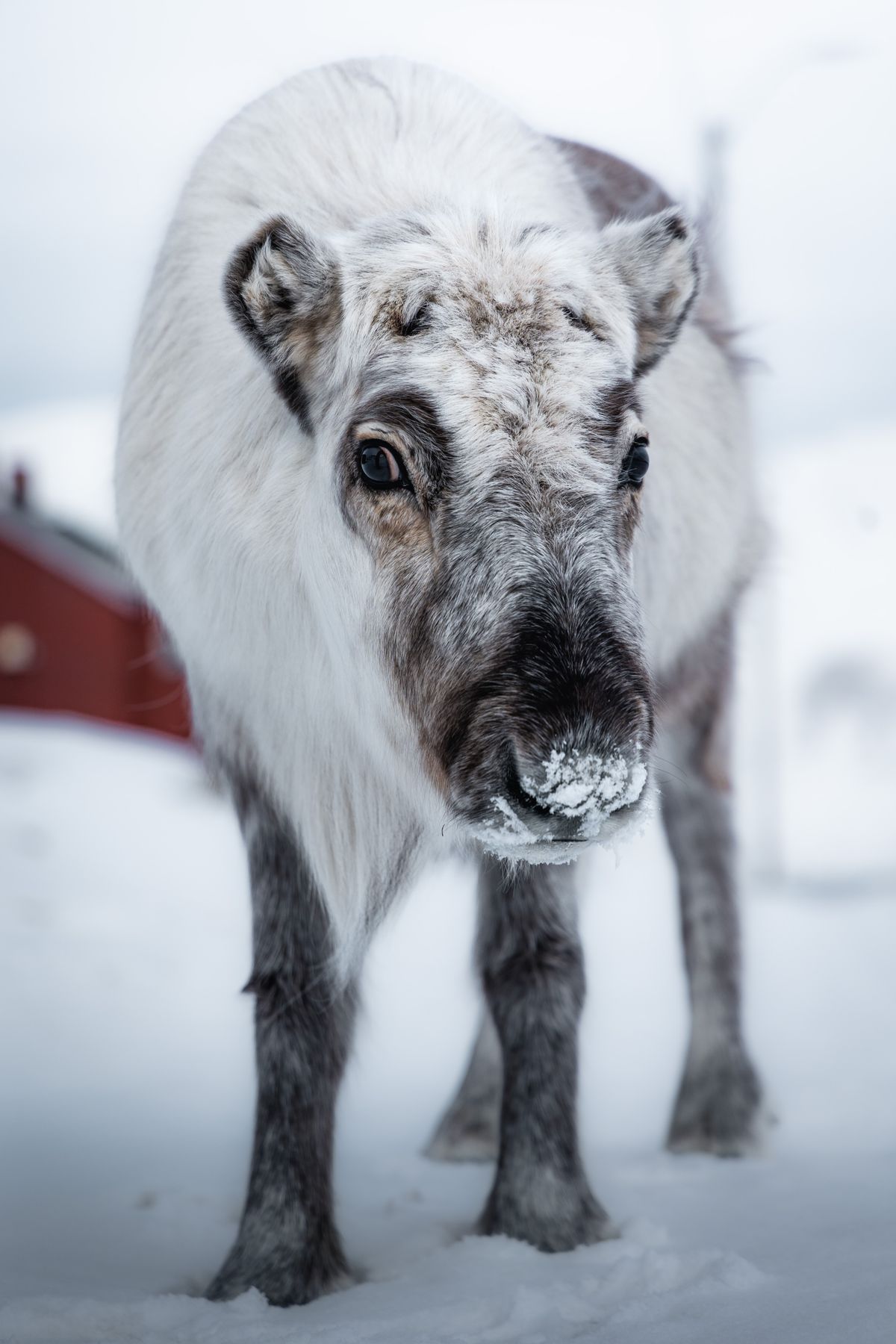 Caribou Photos, Download The BEST Free Caribou Stock Photos & HD Images