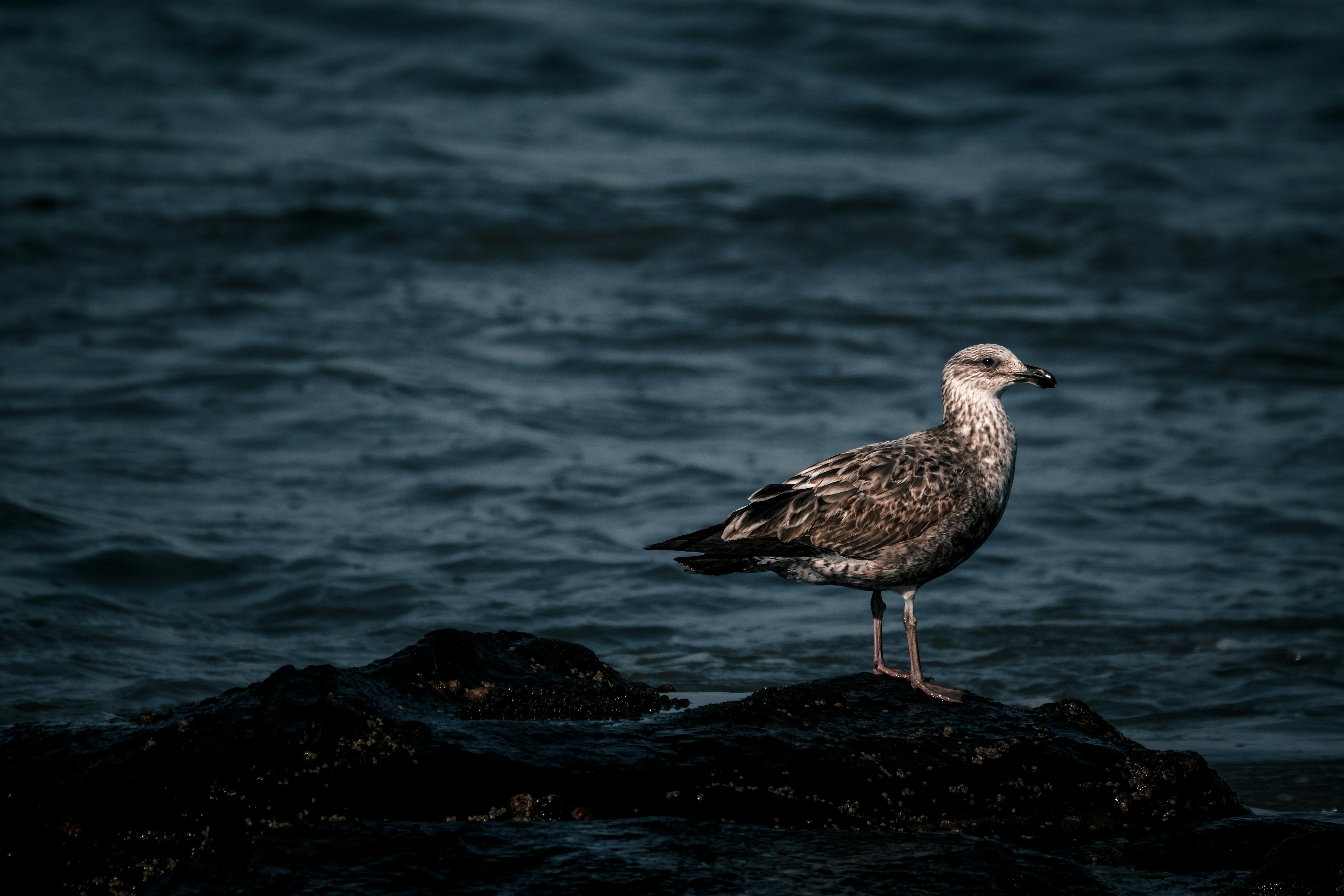 Sea Animal Waves Footages Photos, Download The BEST Free Sea Animal ...