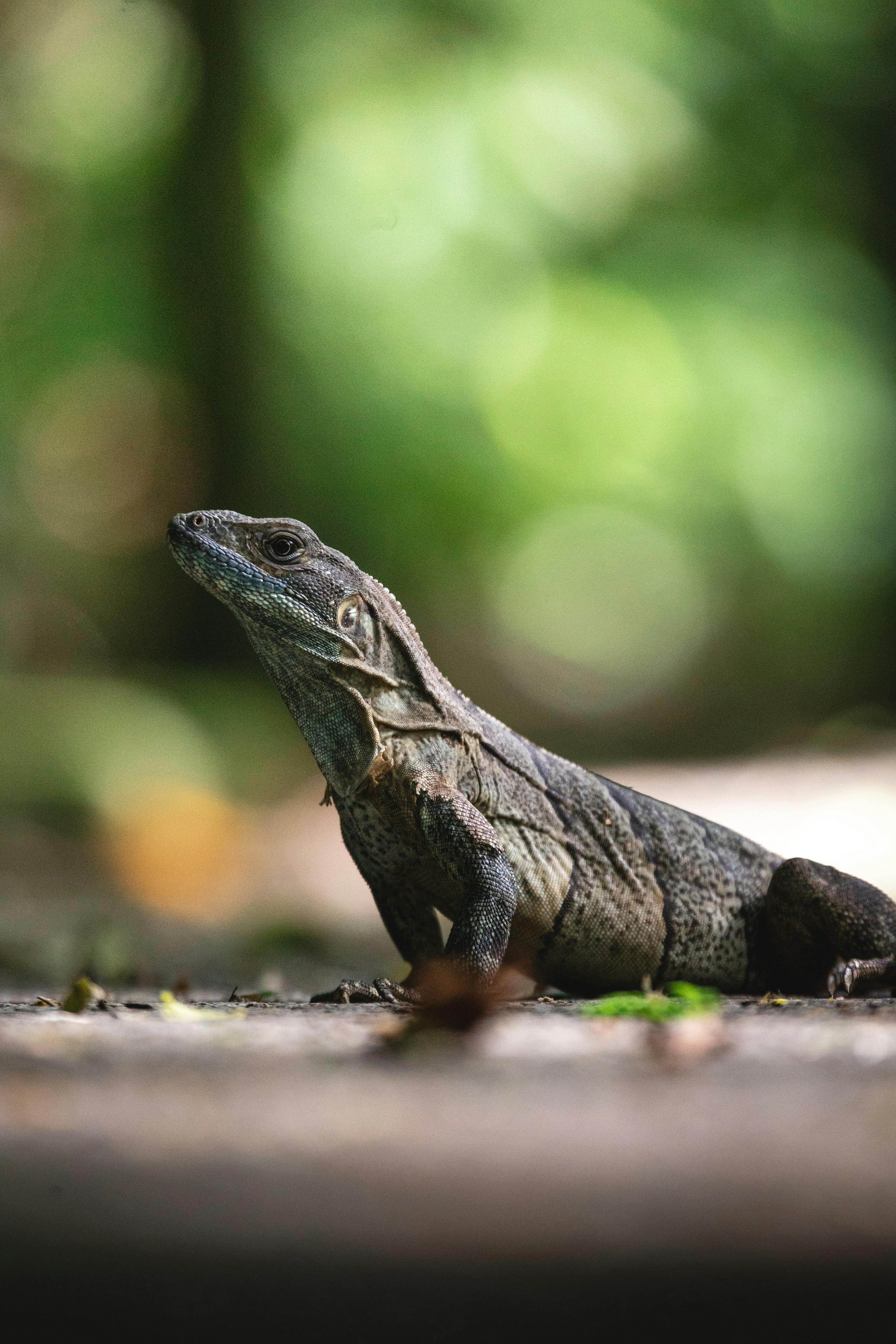 Lizard Rearing its Head · Free Stock Photo