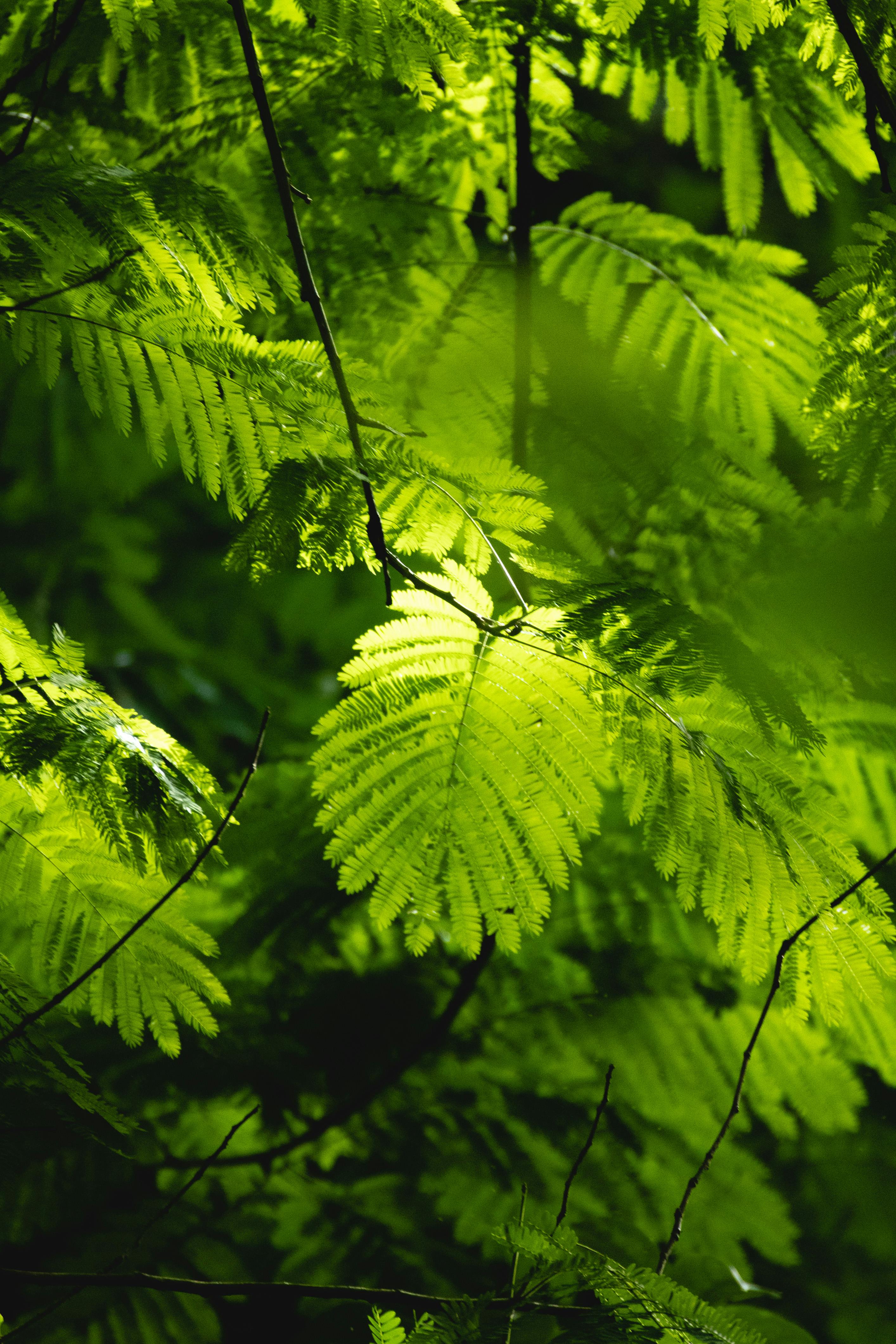 Close-up of Bright Green Tree Leaves · Free Stock Photo