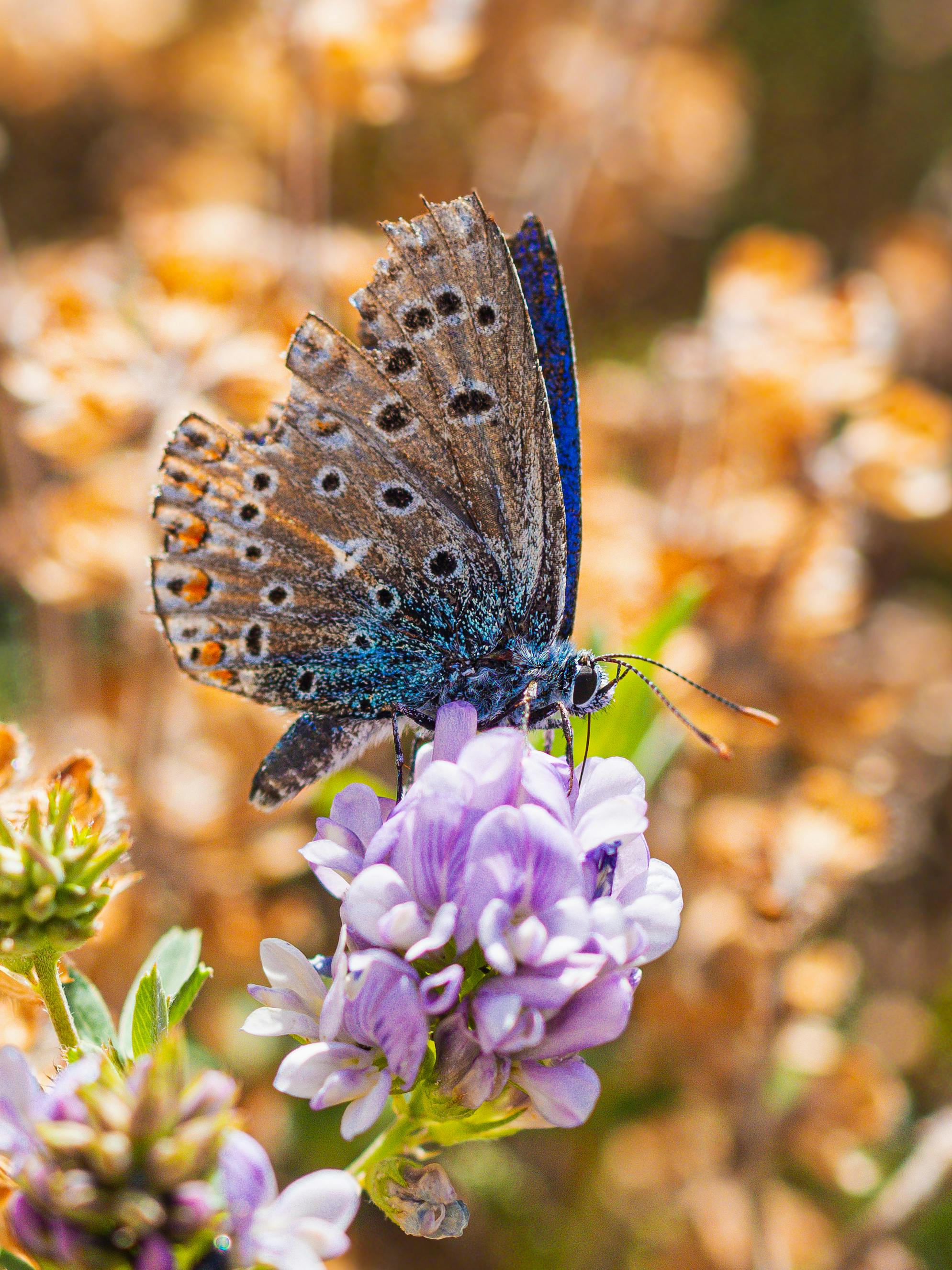 Adonis Blue Photos, Download The BEST Free Adonis Blue Stock Photos ...